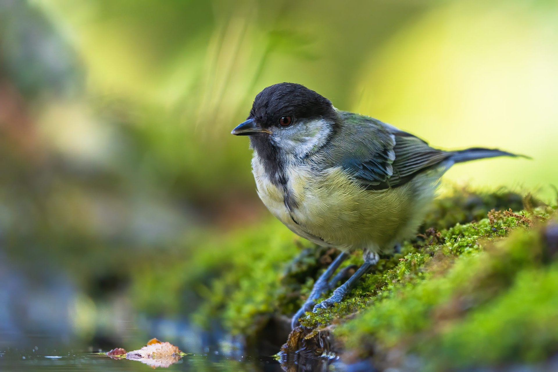 Download Animal Titmouse HD Wallpaper by Tamas Hauk