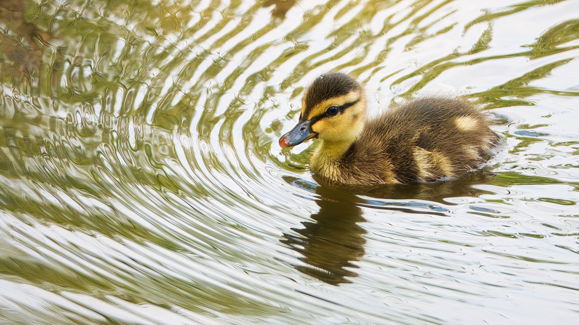 Download Animal Duck 4k Ultra HD Wallpaper by pixaguck