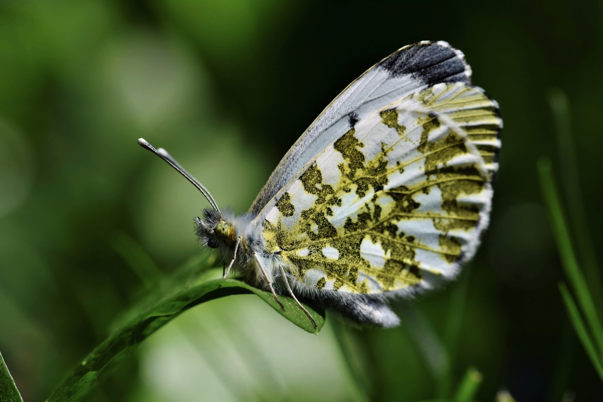 Download Animal Butterfly 4k Ultra HD Wallpaper by Ralphs_Fotos