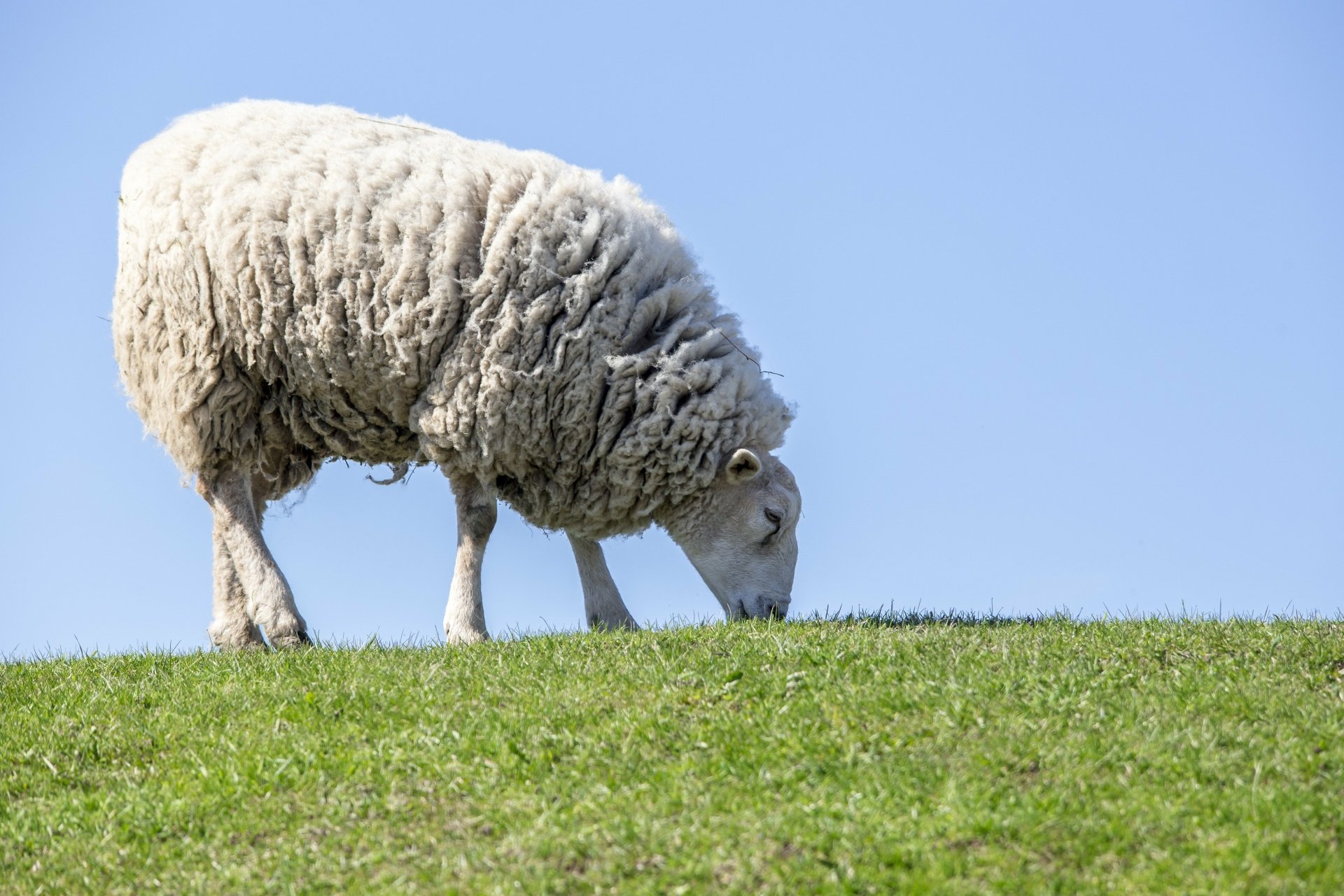 Download Animal Sheep 4k Ultra HD Wallpaper