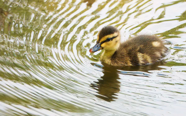 [70+] Duck 4k Wallpapers