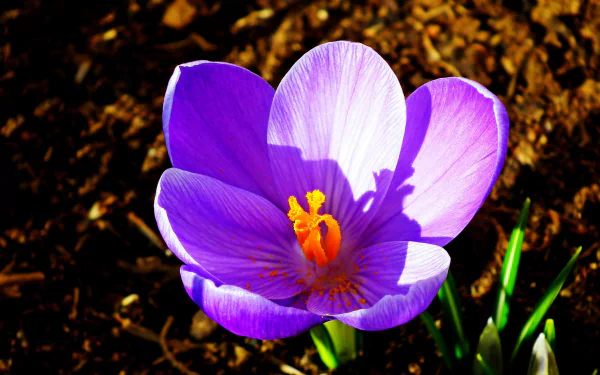 [80+] Crocus 4k Wallpapers