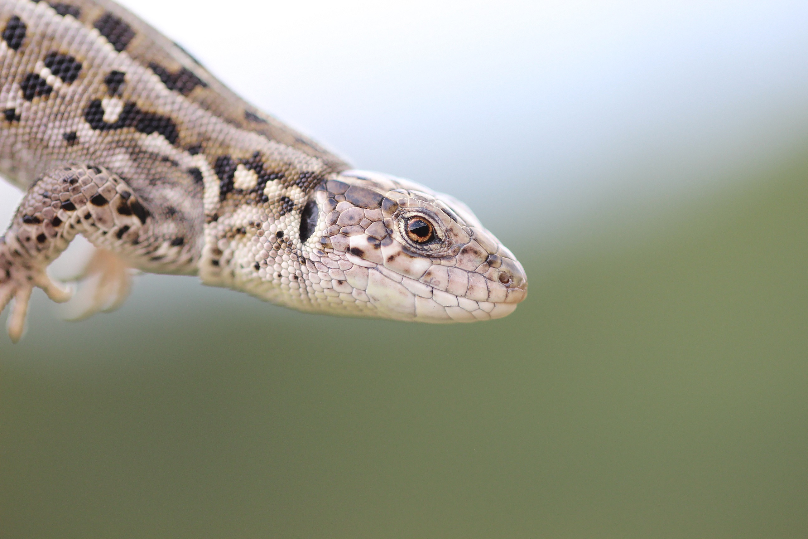 Download Animal Lizard HD Wallpaper