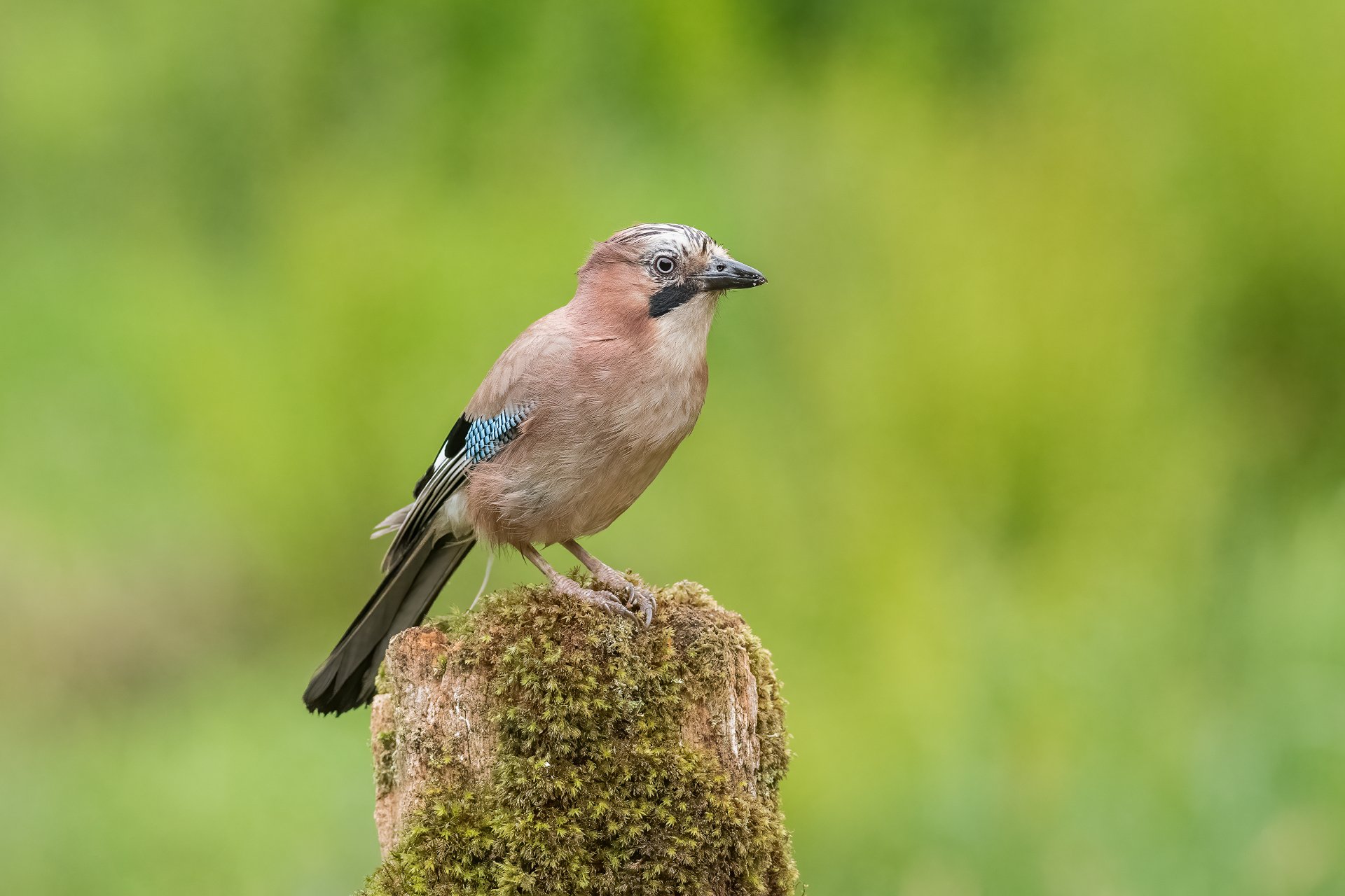 Download Animal Eurasian Jay 4k Ultra HD Wallpaper