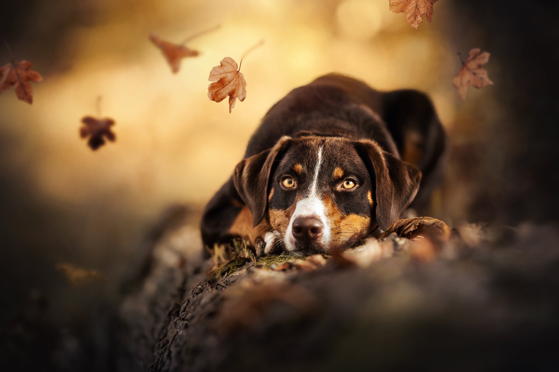 Download Animal Dog 4k Ultra HD Wallpaper