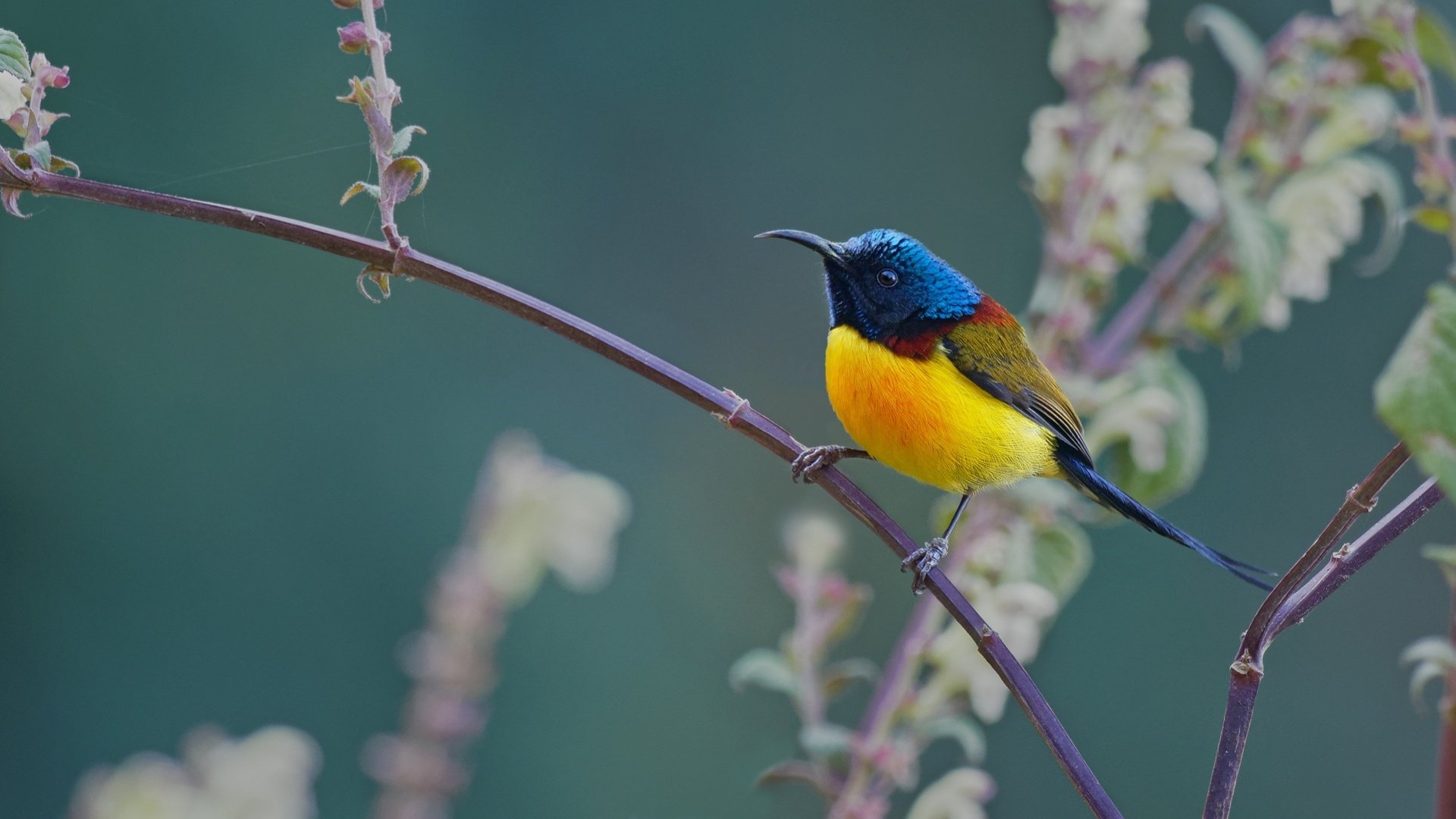 Download Green-tailed Sunbird Animal Sunbird HD Wallpaper