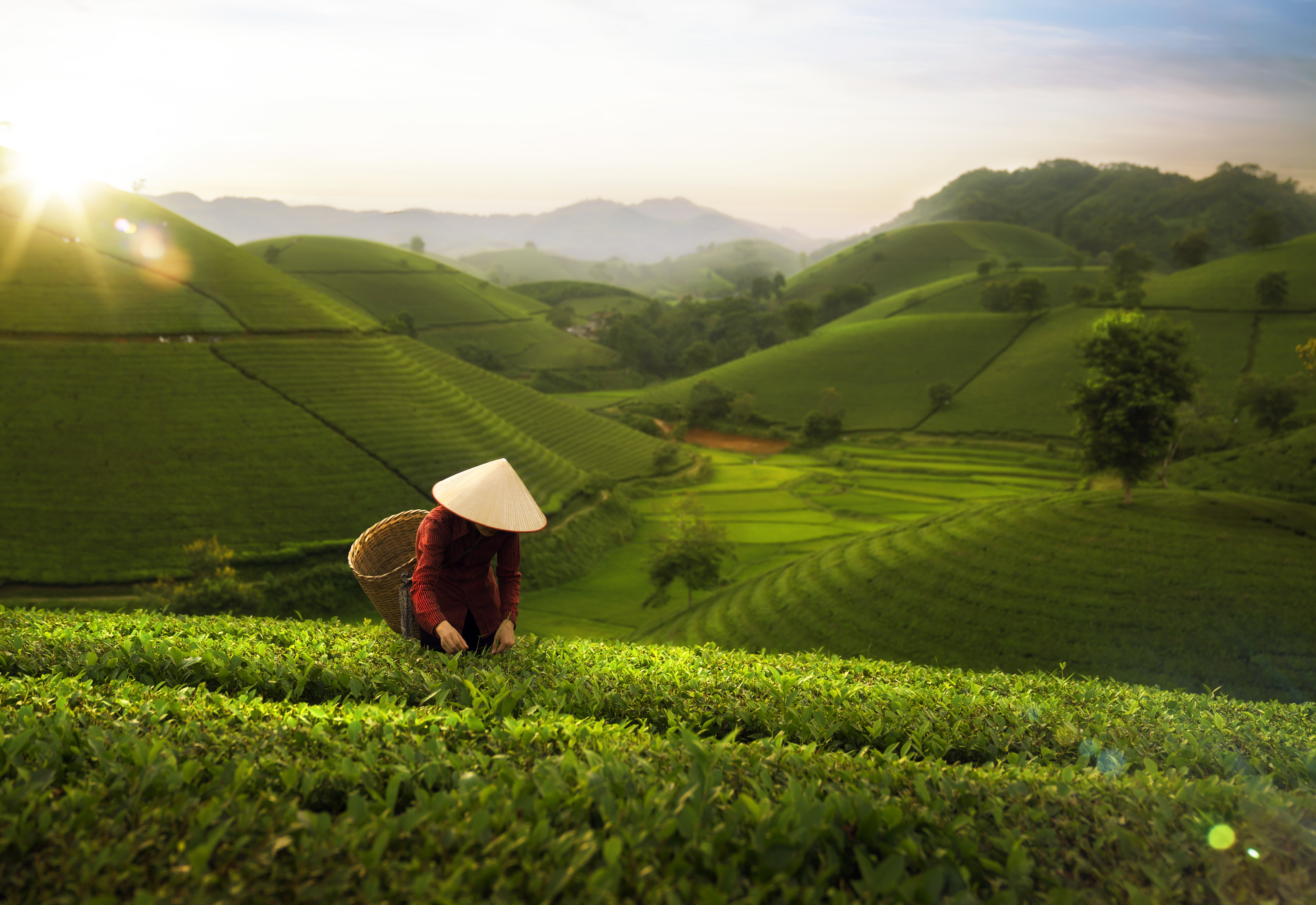 Download Man Made Rice Terrace 4k Ultra HD Wallpaper