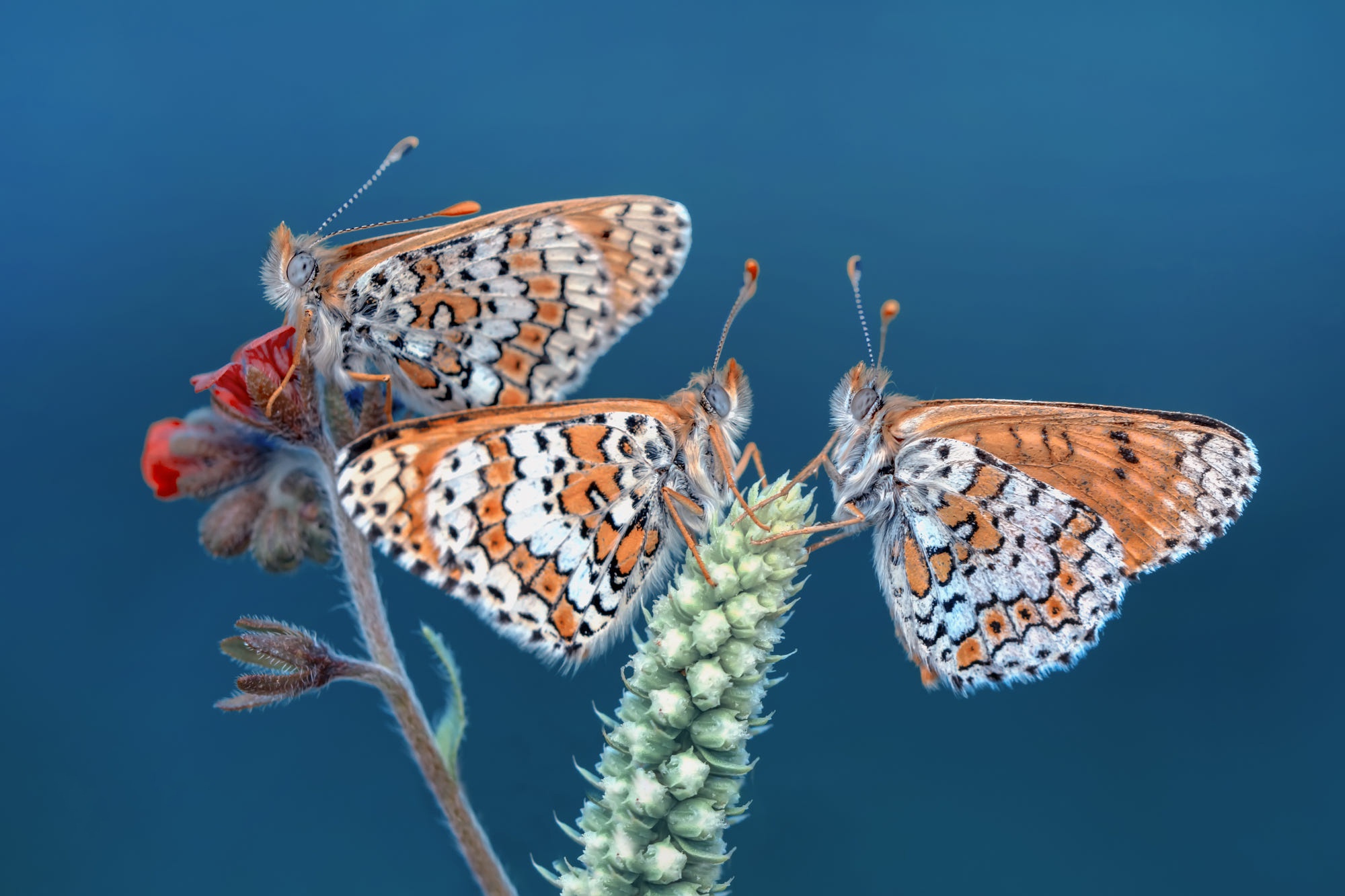 Download Animal Butterfly HD Wallpaper