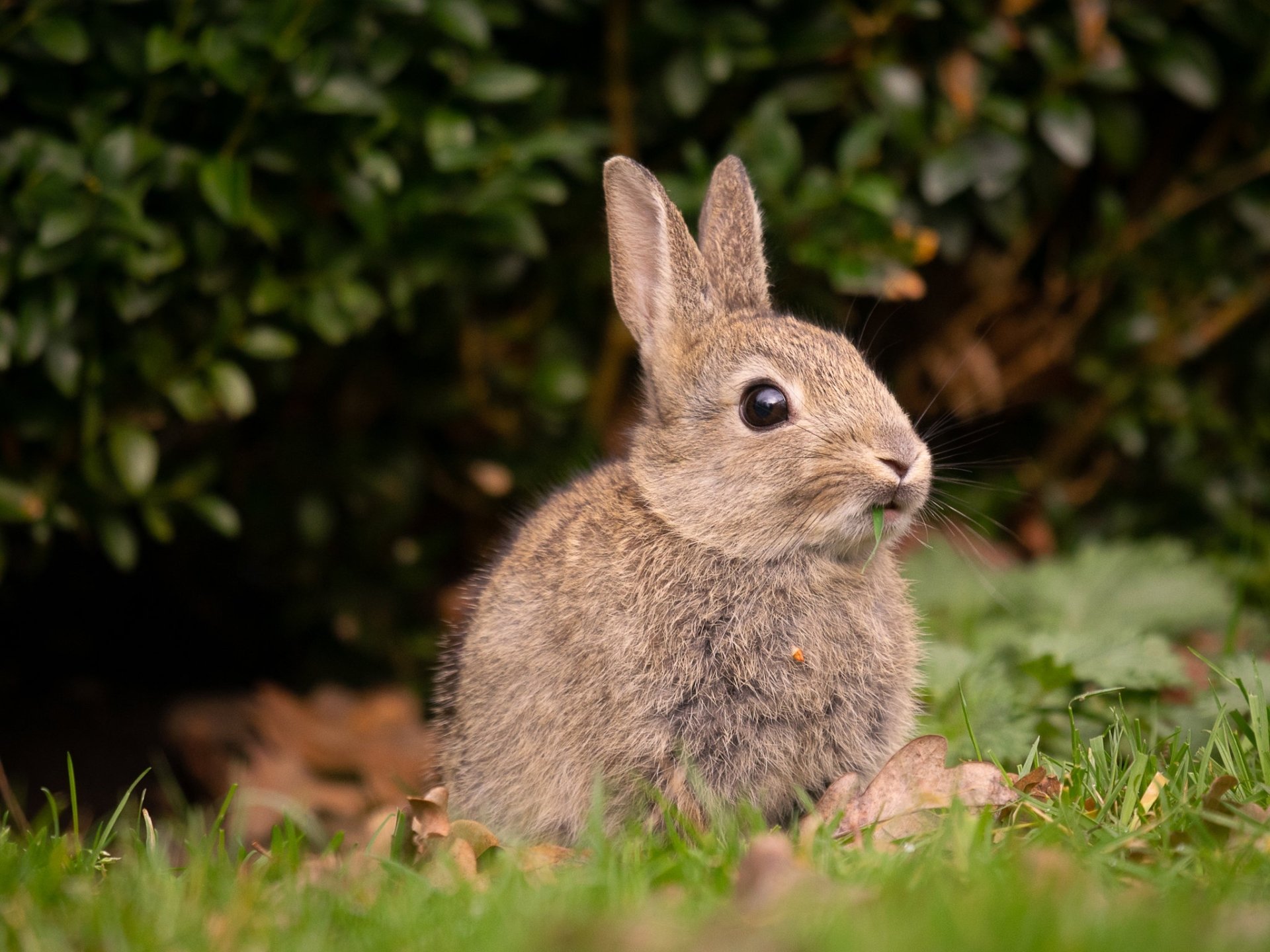 Download Animal Rabbit HD Wallpaper