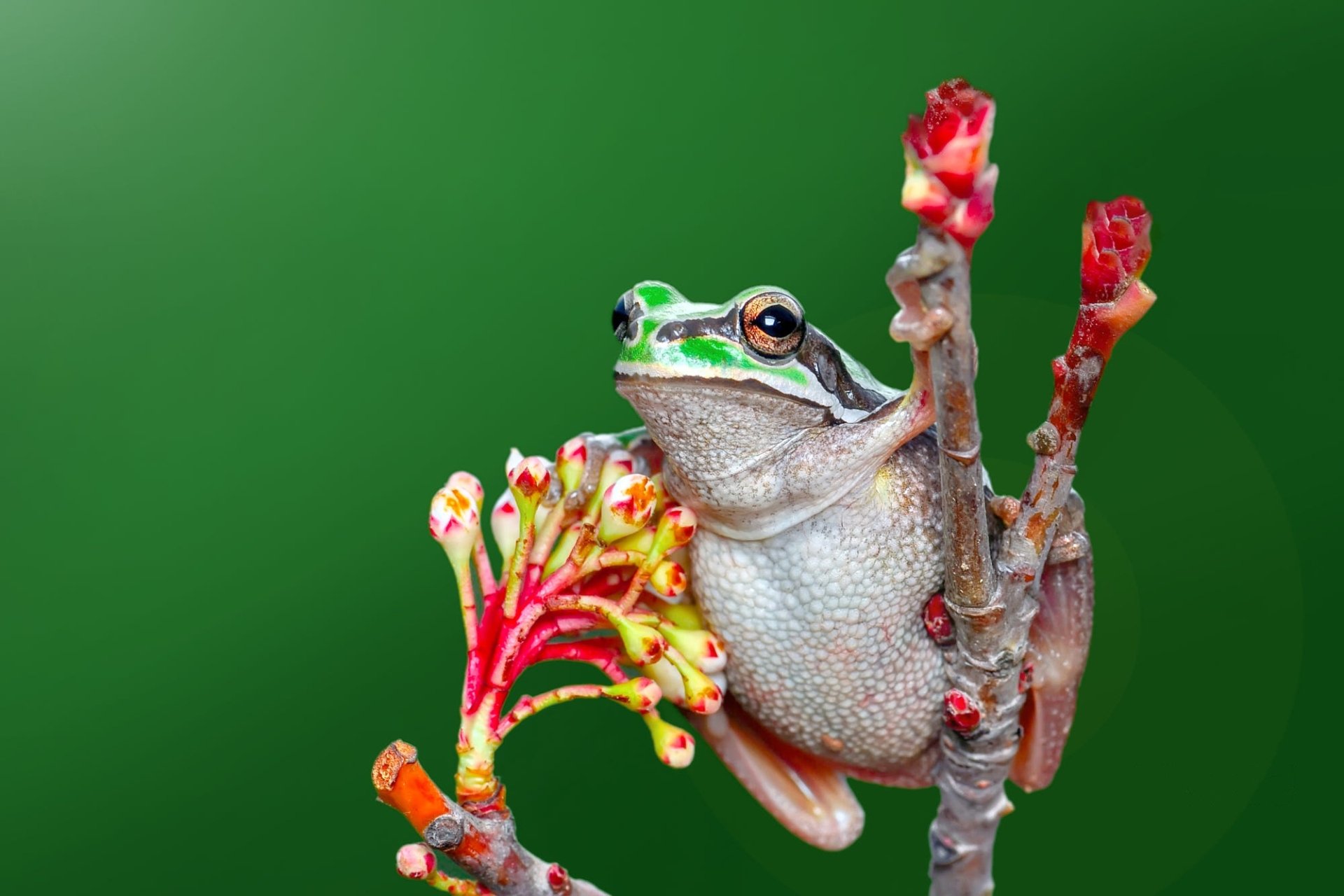 Perched Emerald Frog — HD Animal Wallpaper | 2000x1333 | Wallpaper Abyss