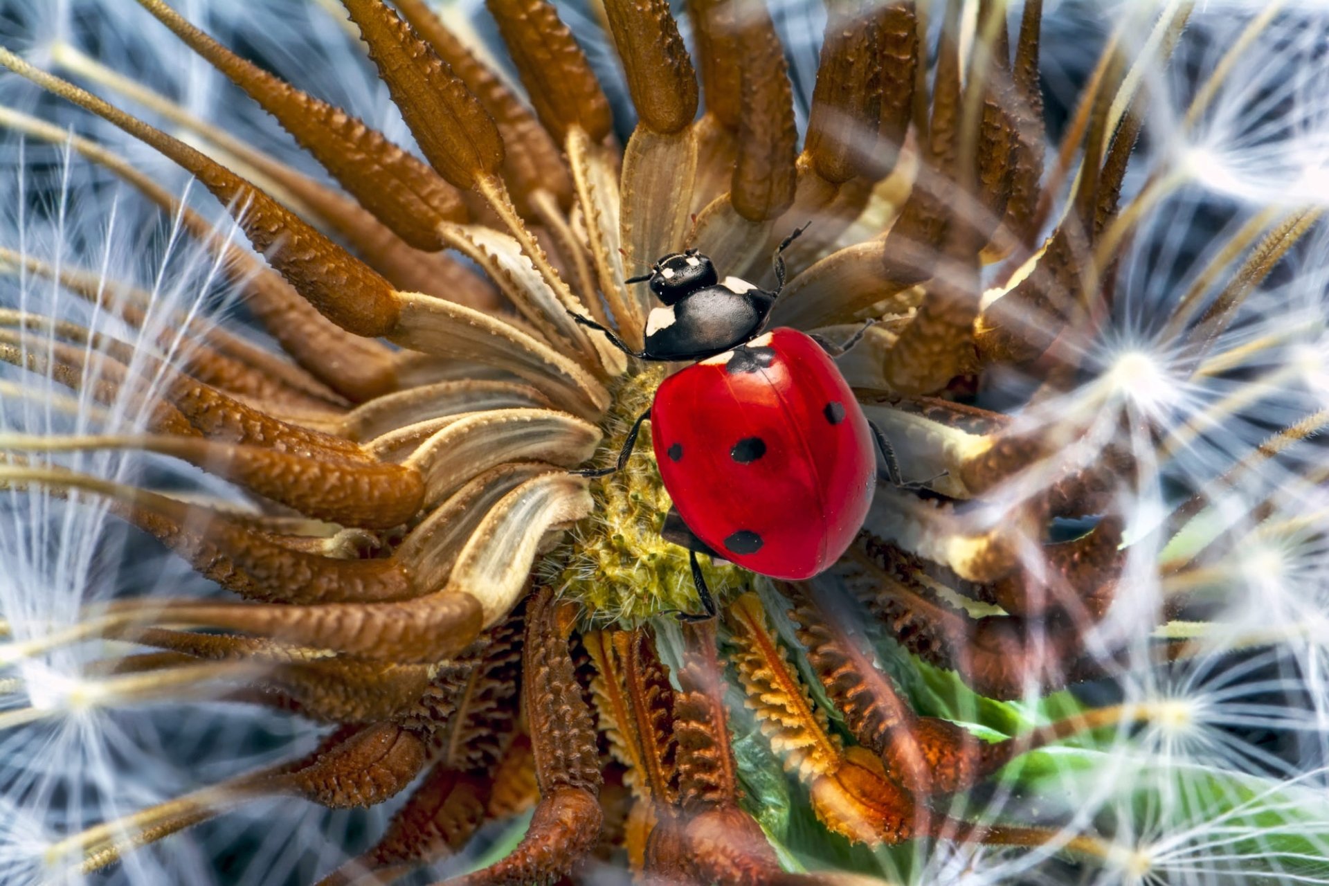 Download Macro Animal Ladybug HD Wallpaper