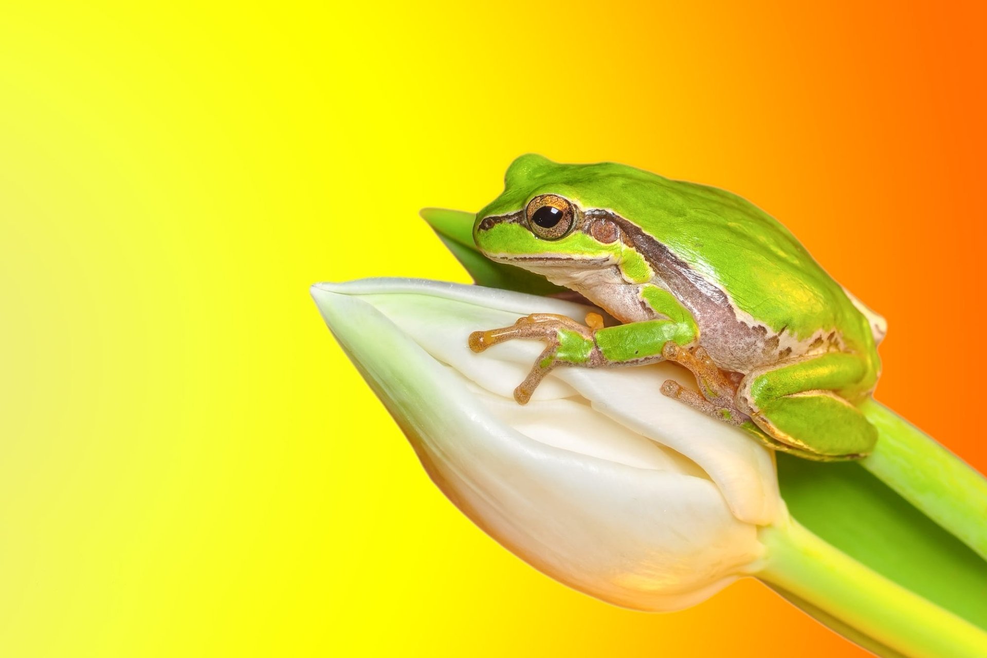 Download Animal Frog HD Wallpaper | 2000x1333 | Wallpaper Abyss
