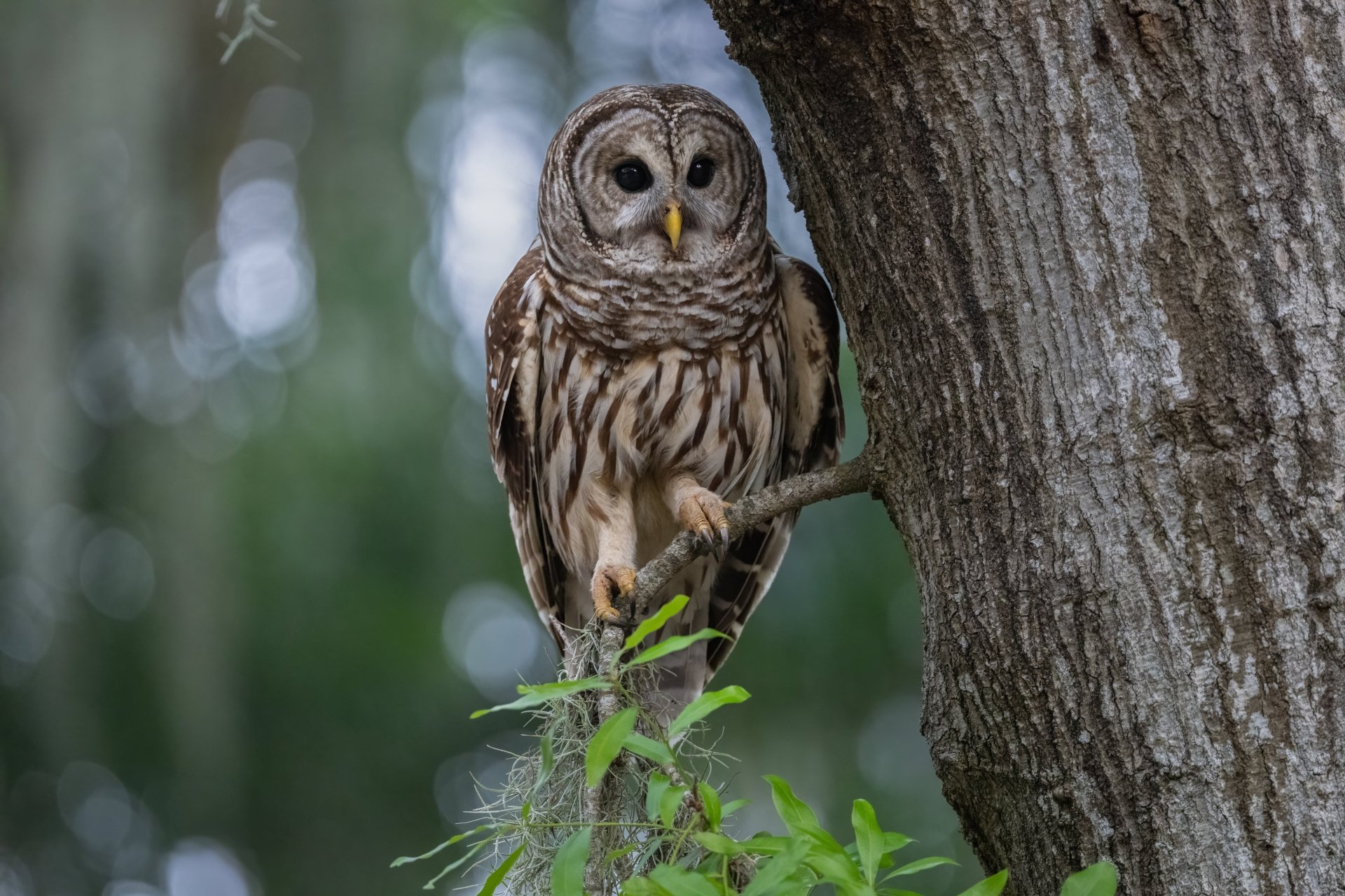 Majestic Owl in 4K Ultra HD – Nature’s Nocturnal Guardian Wallpaper