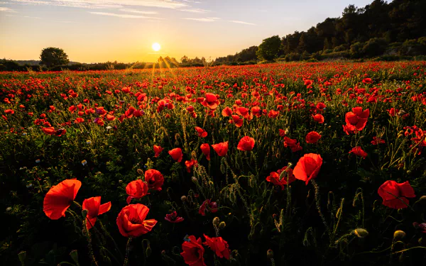 [10+] Summer 8k Wallpapers