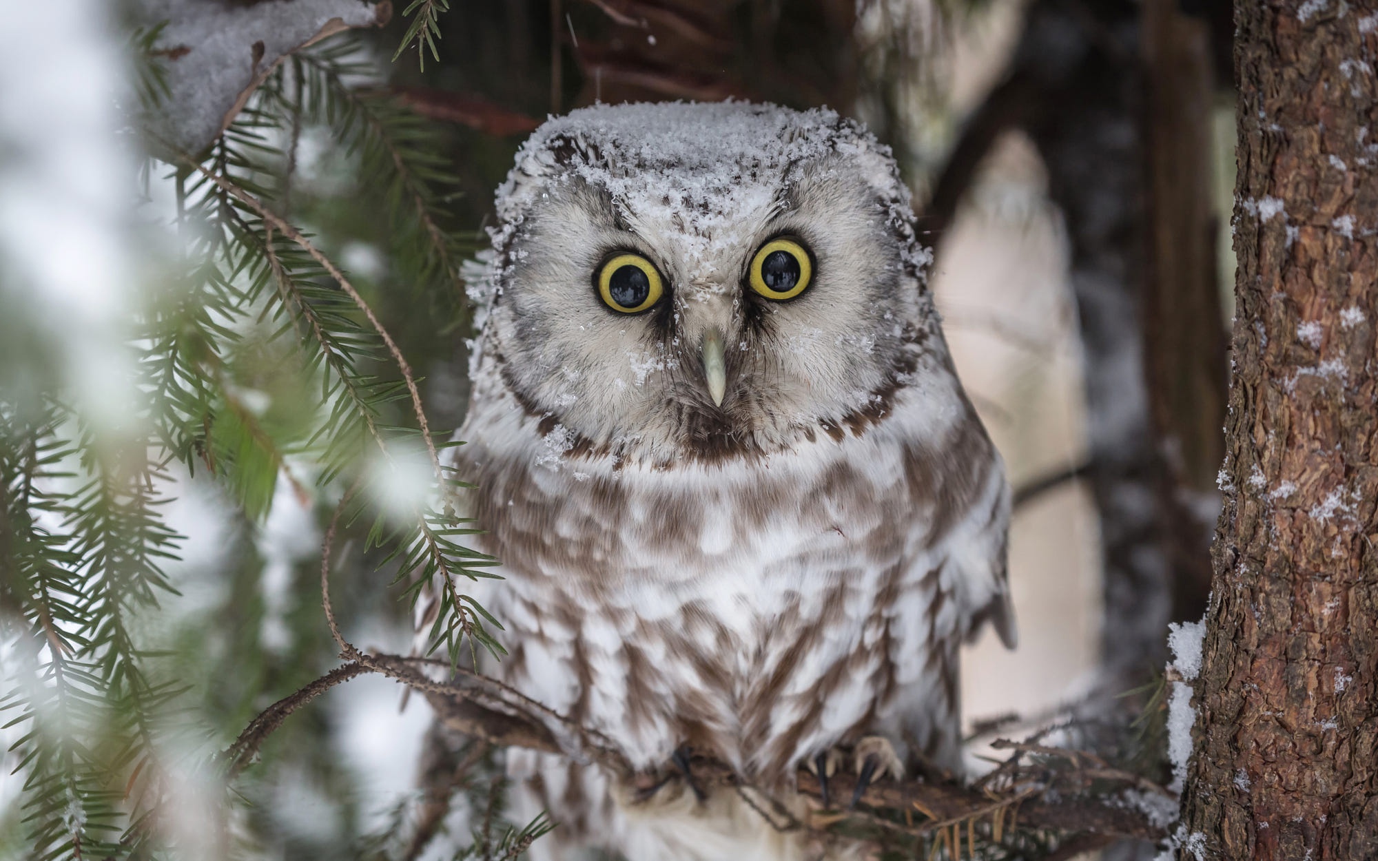Download Animal Owl HD Wallpaper