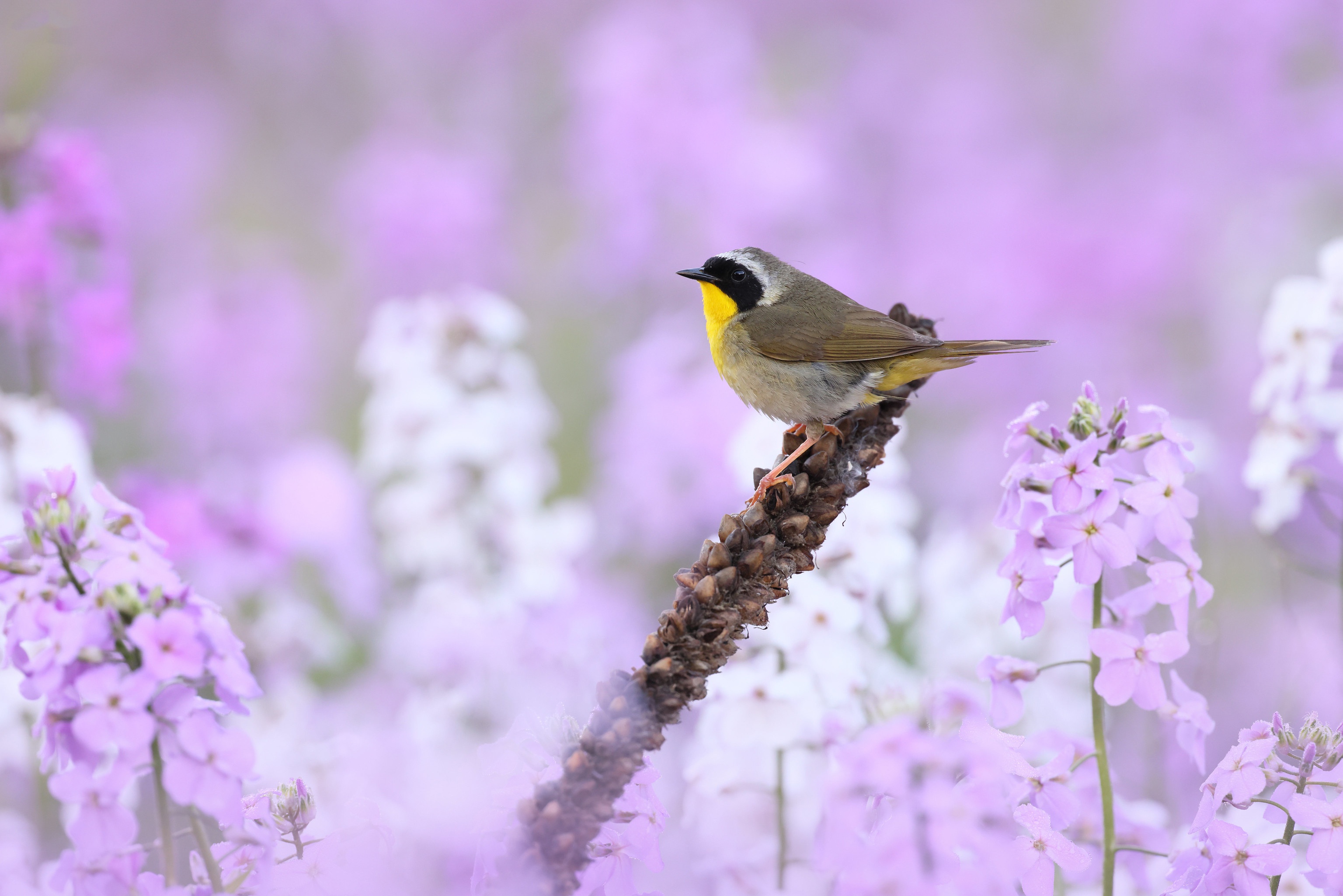 Download Common Yellowthroat Pink Flower Animal Bird HD Wallpaper