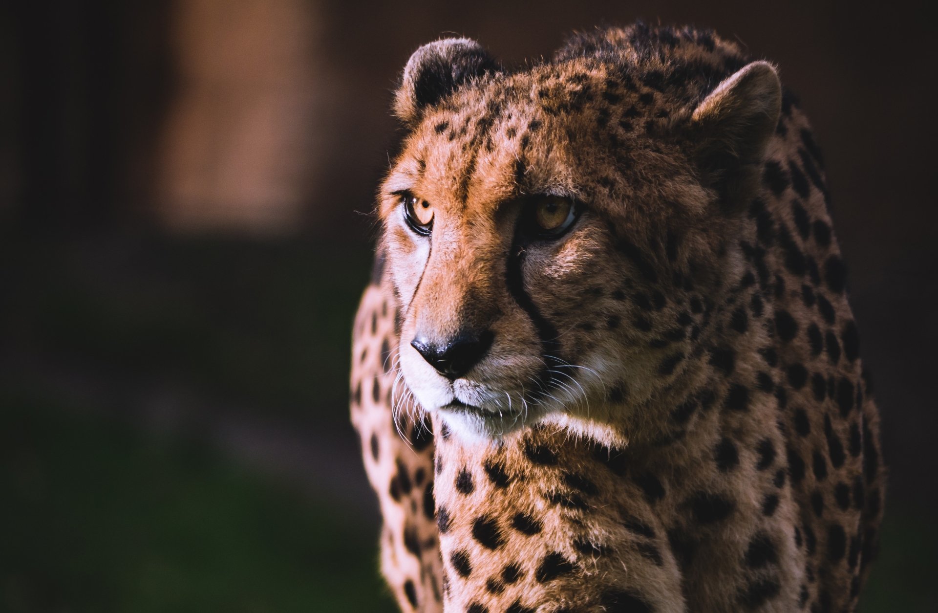 Animaux Guépard 4k Ultra HD Fond D'écran