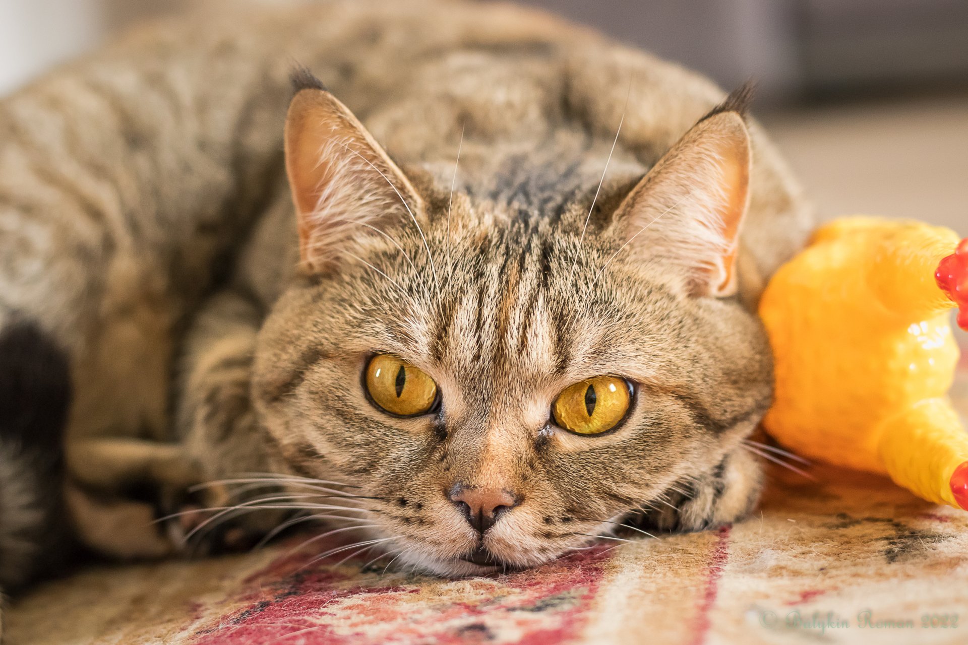 Download Animal Cat HD Wallpaper by Vergilius | 2560x1707 | Wallpaper Abyss