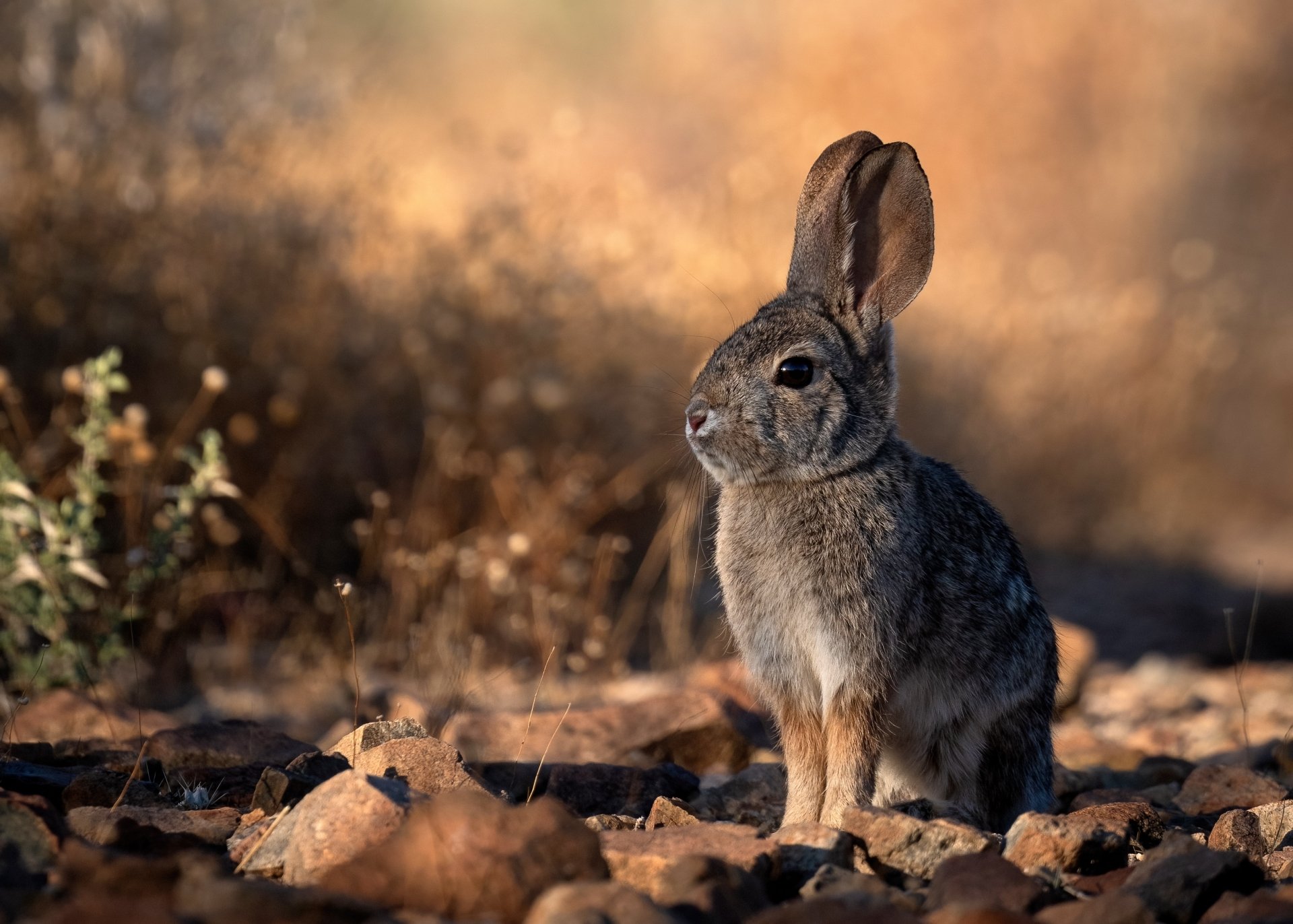 Majestic Rabbit in Nature | Stunning HD Animal Wallpaper