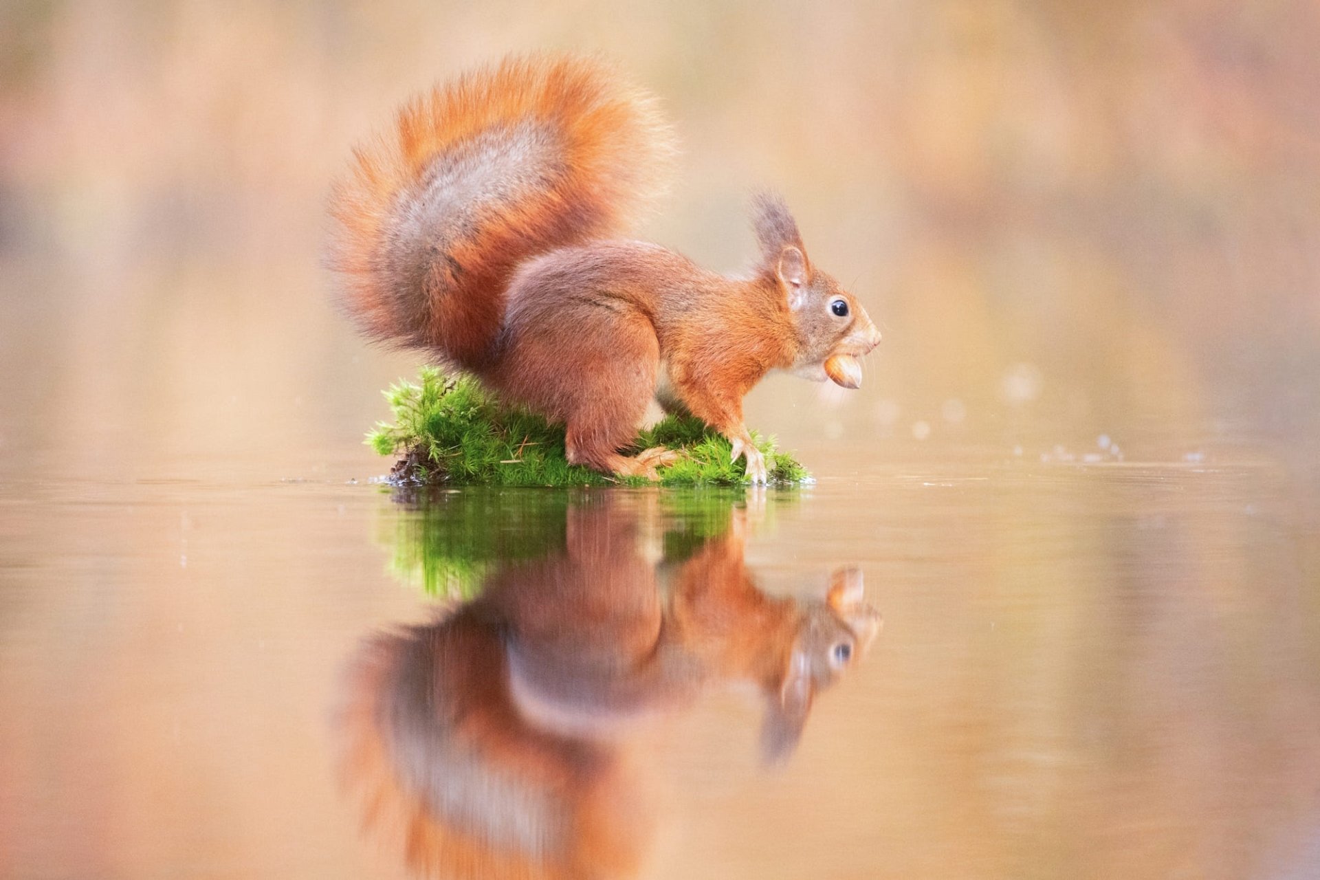 Download Reflection Animal Squirrel HD Wallpaper