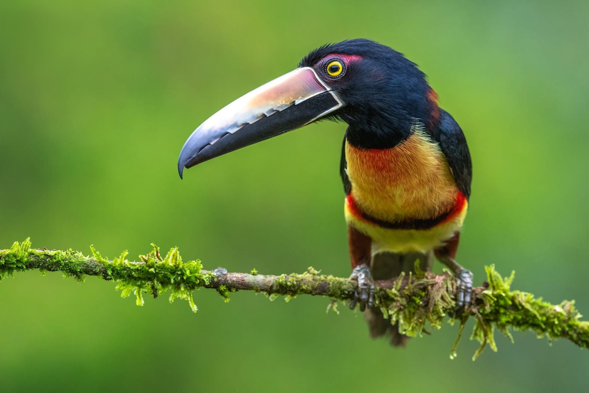 Download Animal Toucan HD Wallpaper | 2000x1334 | Wallpaper Abyss