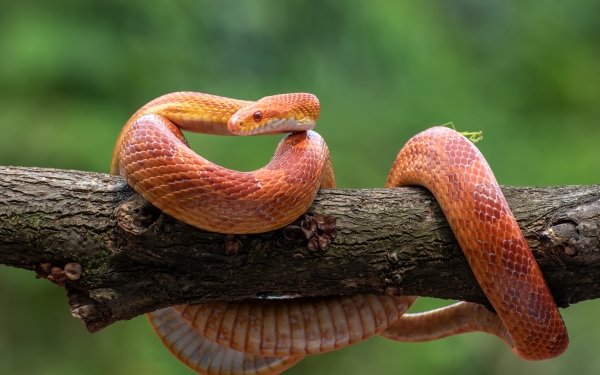 [560+] Snake Wallpapers