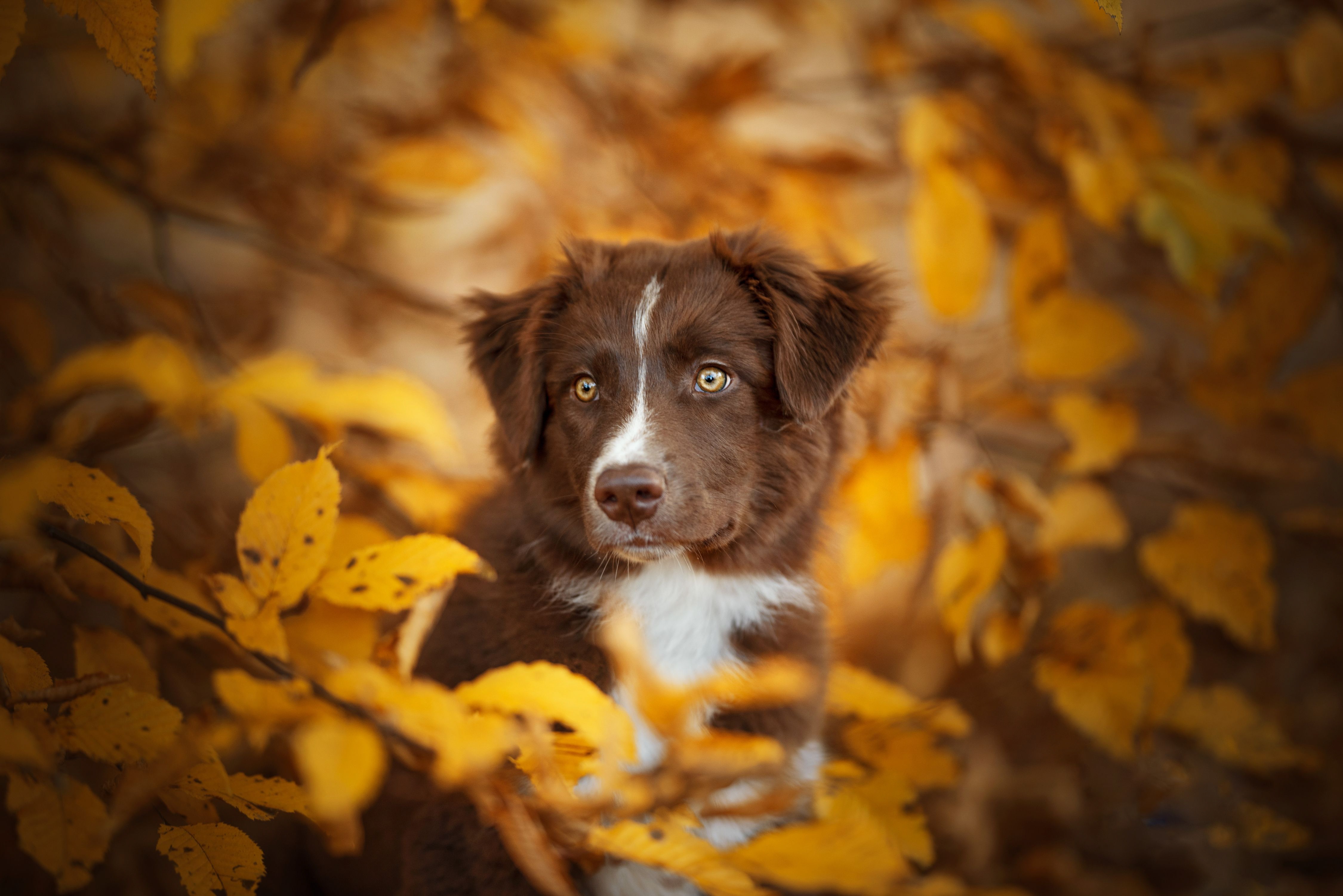Dog 4k Ultra HD Wallpaper