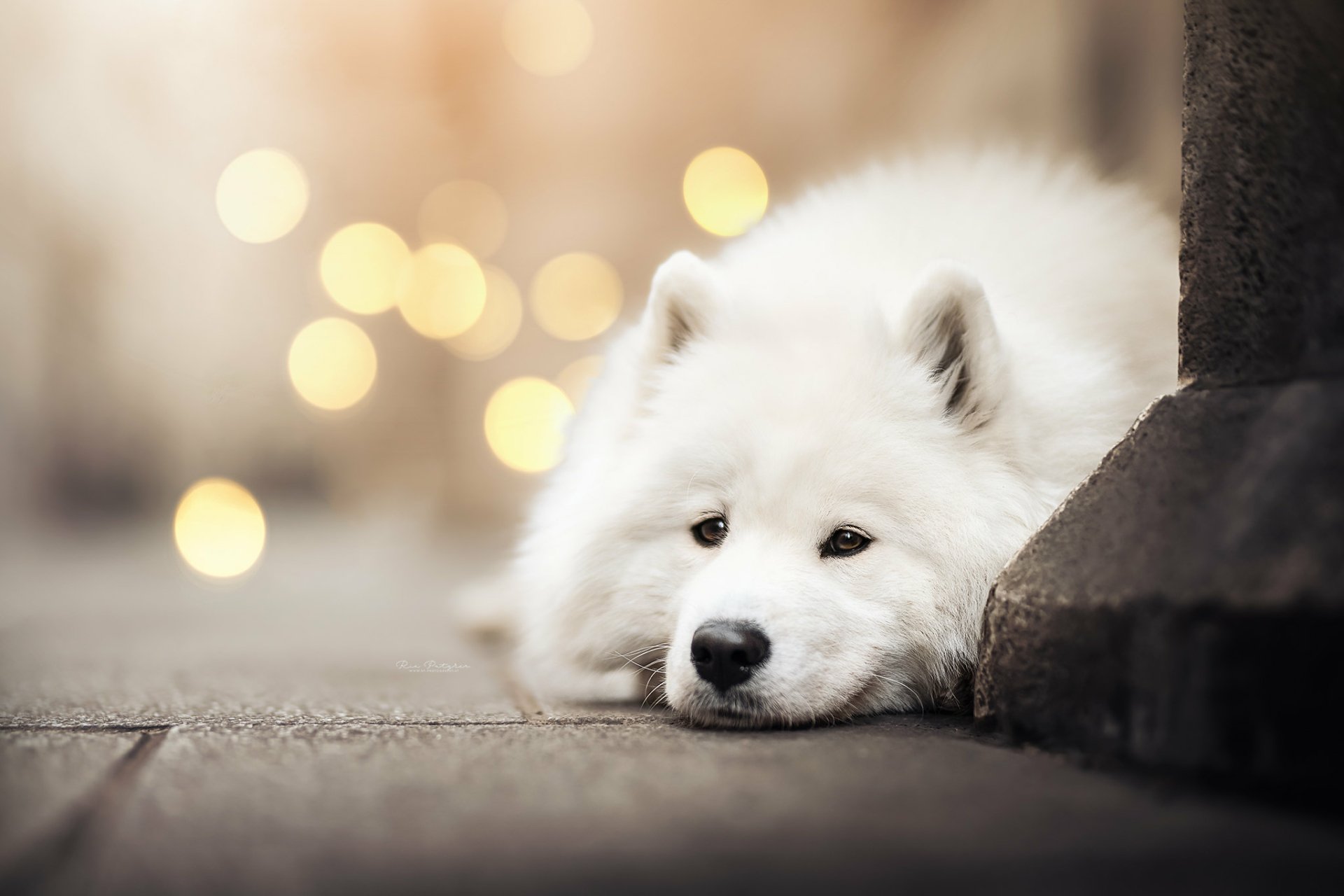 Download Animal Samoyed HD Wallpaper