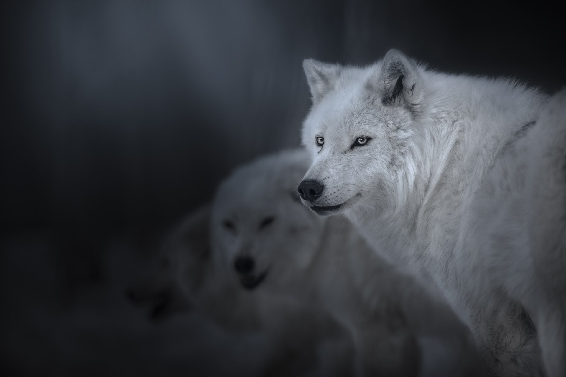 Silent Sentinel — White Wolf HD Wallpaper