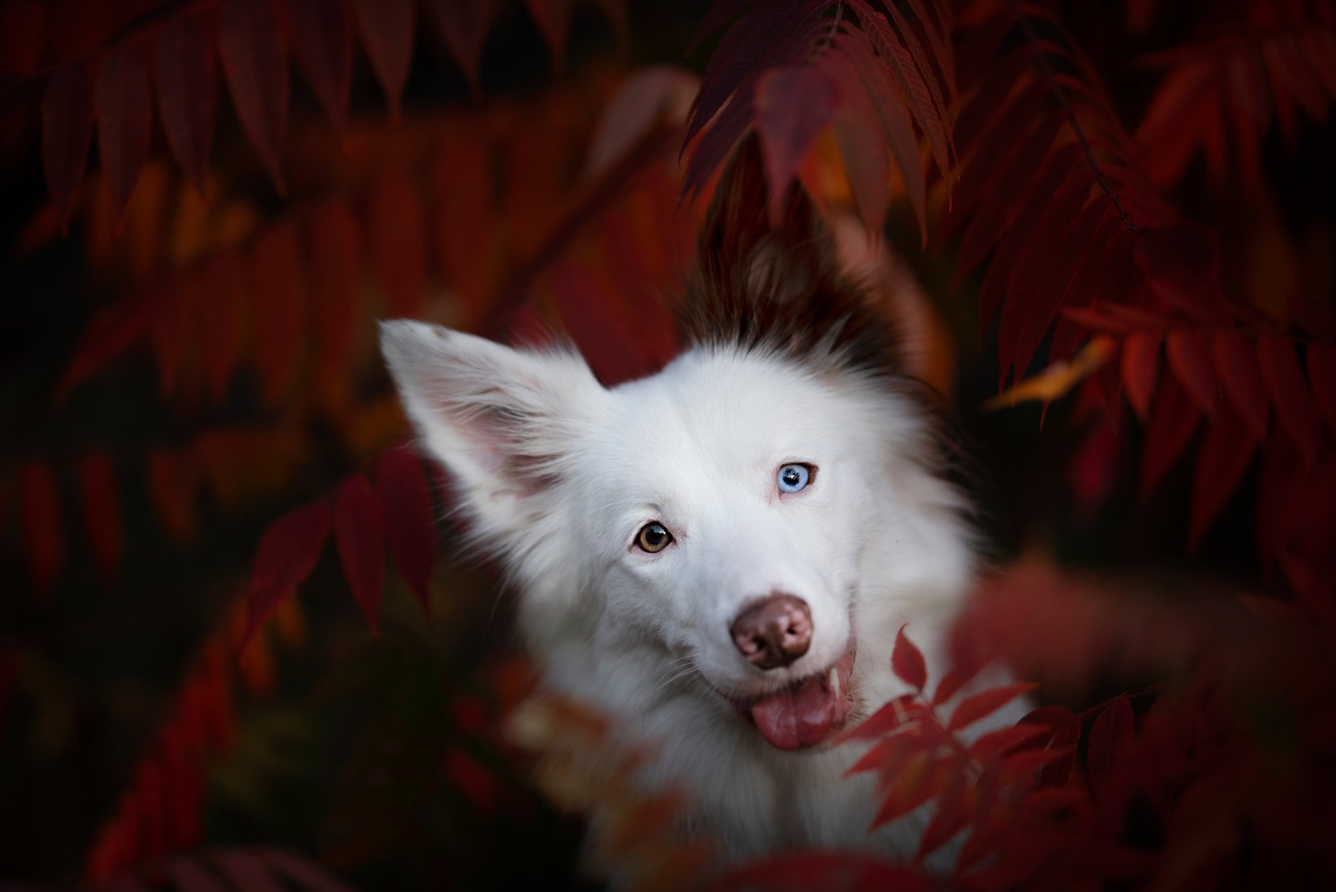 Download Animal Border Collie 4k Ultra HD Wallpaper