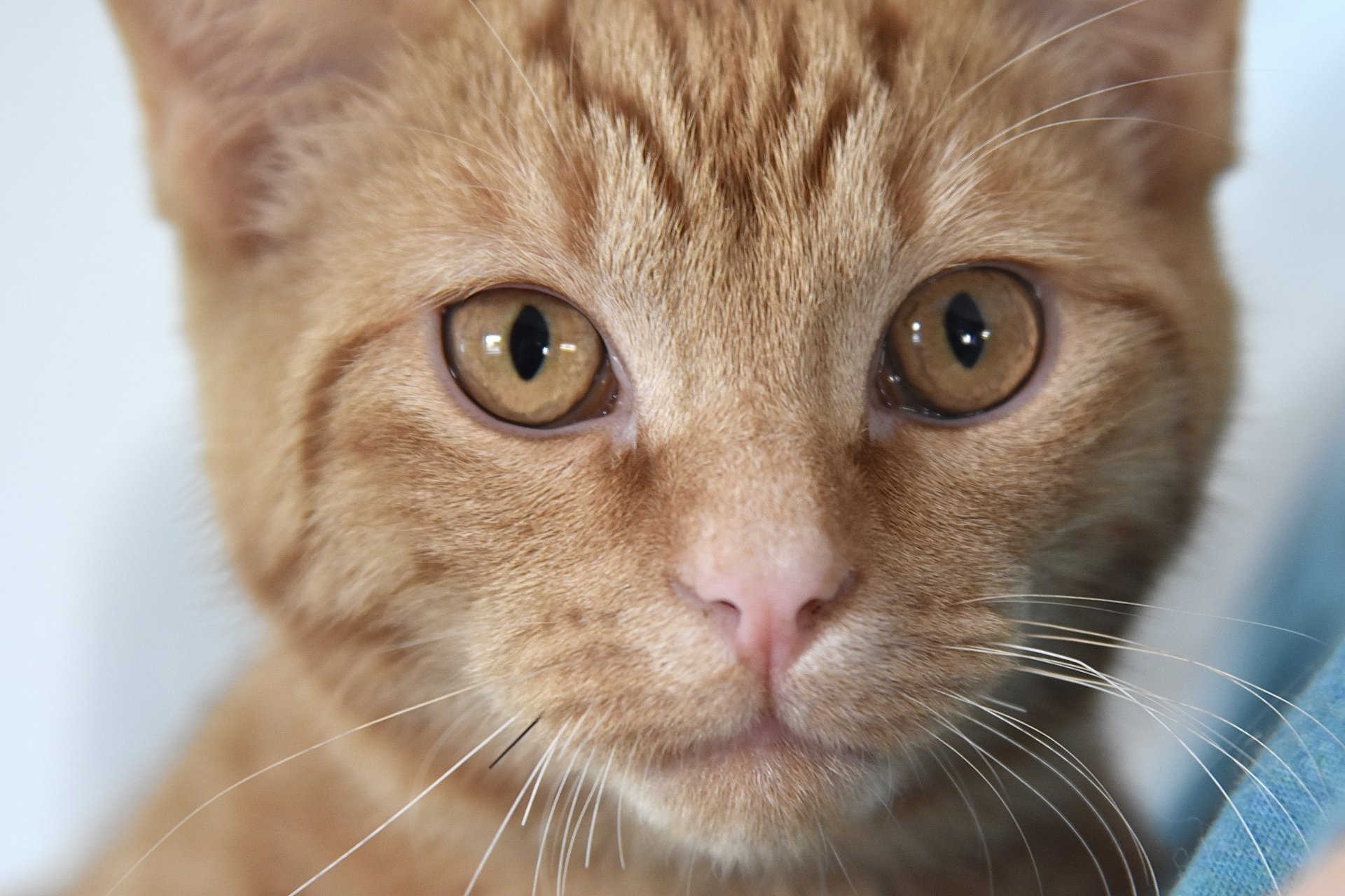Download Animal Cat 4k Ultra HD Wallpaper by JACLOU-DL | 6000x4000 ...