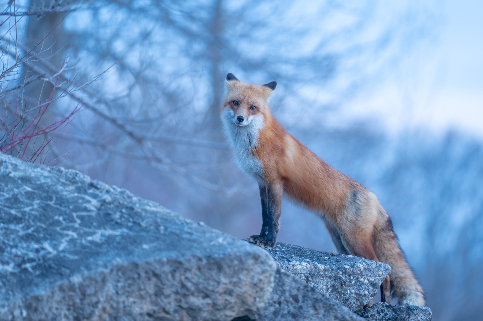 Download Animal Fox 4k Ultra HD Wallpaper