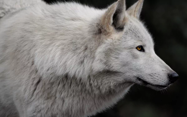 [260+] Wolf 4k Wallpapers