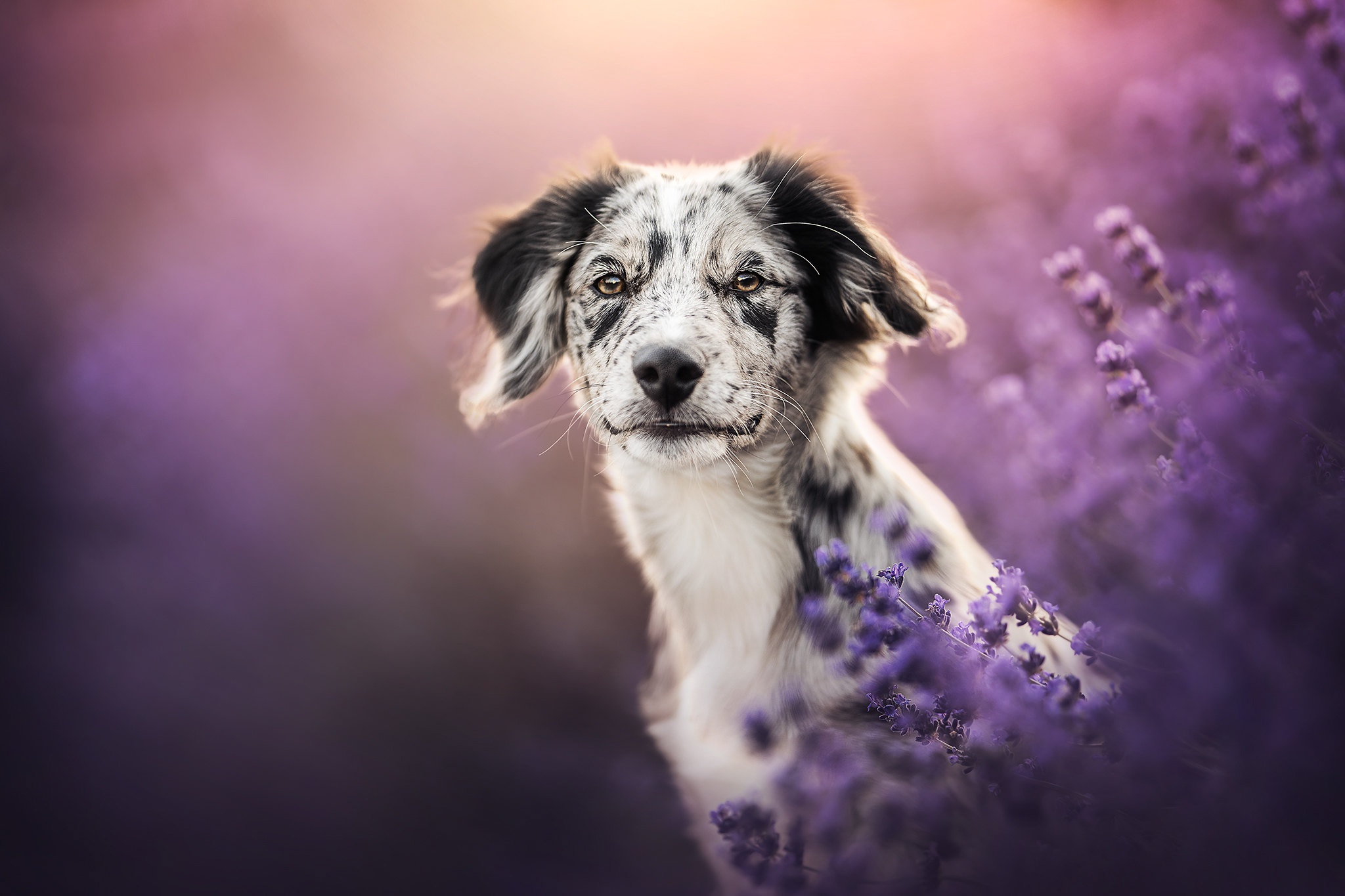 Download Animal Dog HD Wallpaper