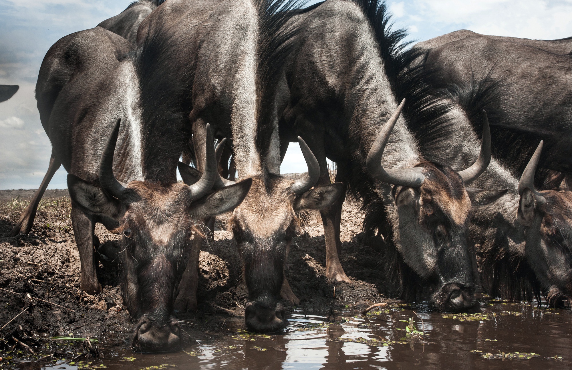 Download Animal Wildebeest HD Wallpaper