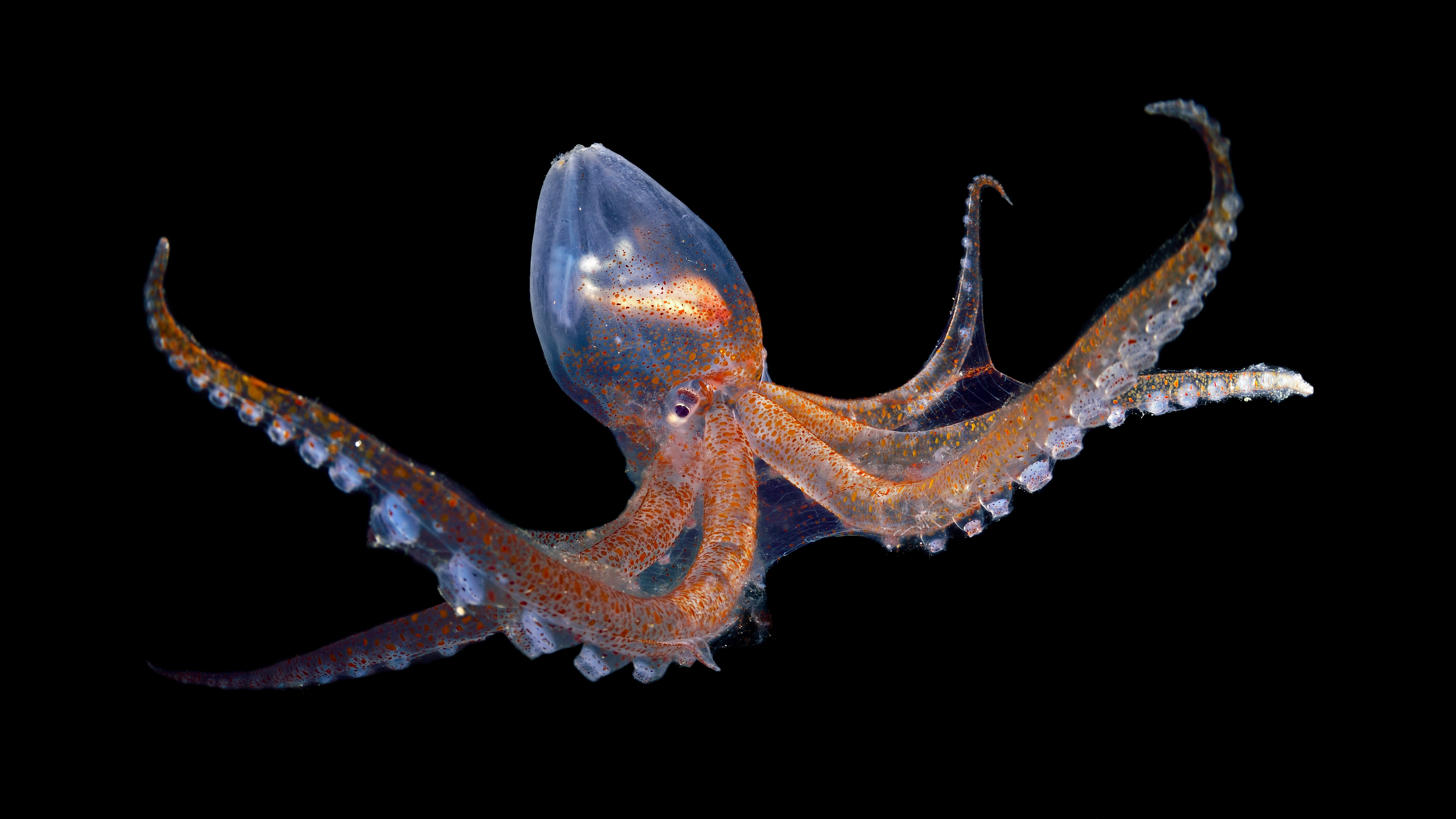 Glass octopus in the Atlantic Ocean off Cabo Verde by Solvin Zankl
