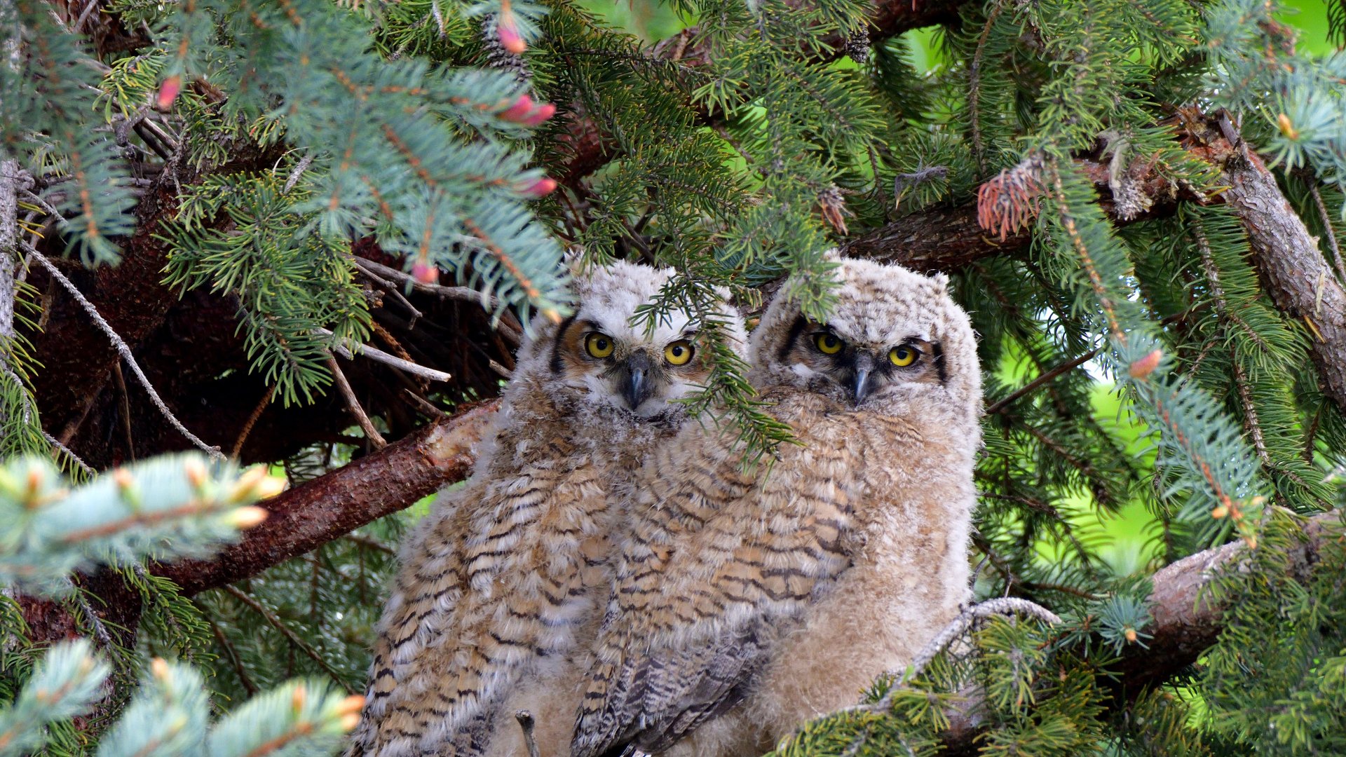 Download Great Horned Owl Animal Owl 4k Ultra HD Wallpaper