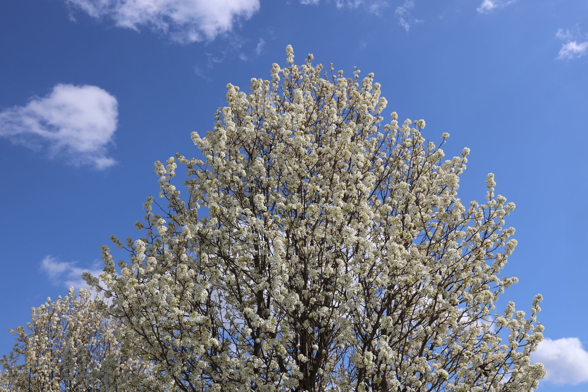 Spring Bloom by kayakteddy
