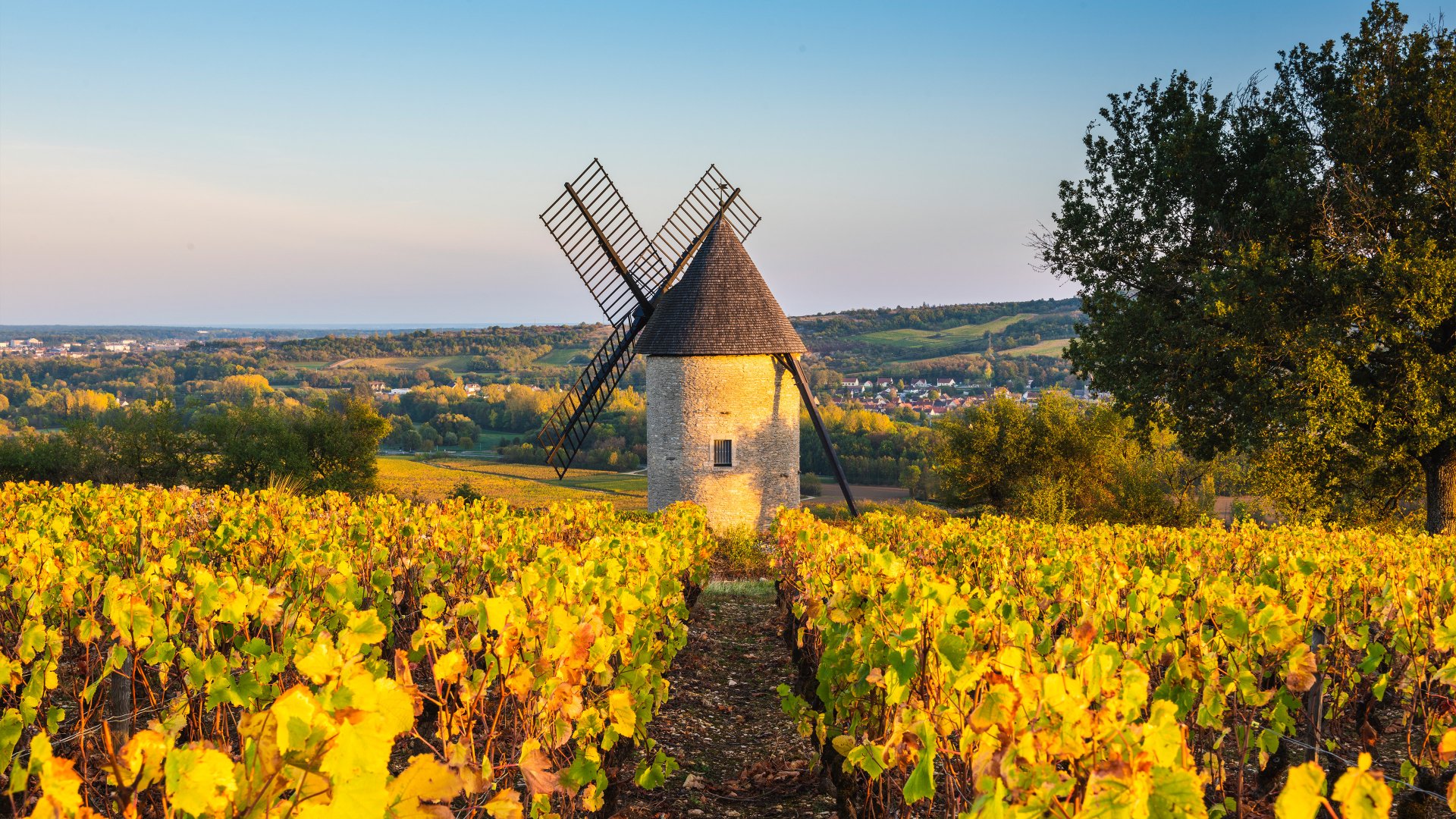 4K Ultra HD Vineyard Breeze: Timeless Windmill in Golden Rows