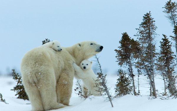 Polar Bear - Desktop Wallpapers, Phone Wallpaper, PFP, Gifs, and More!