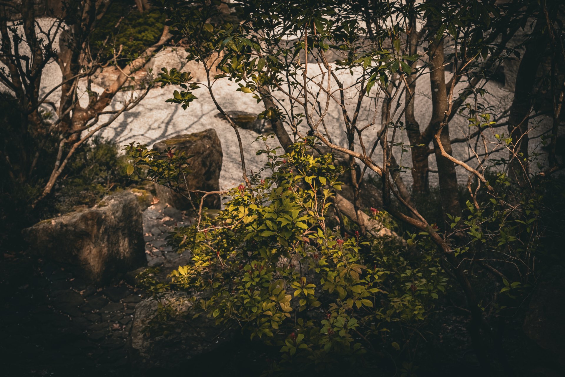 Chill Zoological Garden — 4K Ultra HD Photography Wallpaper