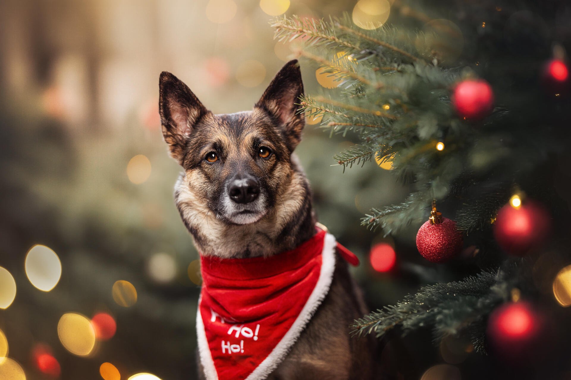 Merry Mutt — HD Christmas Dog Wallpaper | 2048x1365 | Wallpaper Abyss