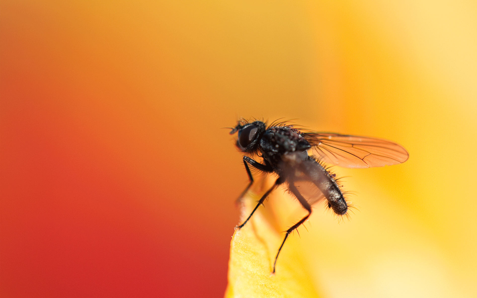 Download Animal Fly HD Wallpaper