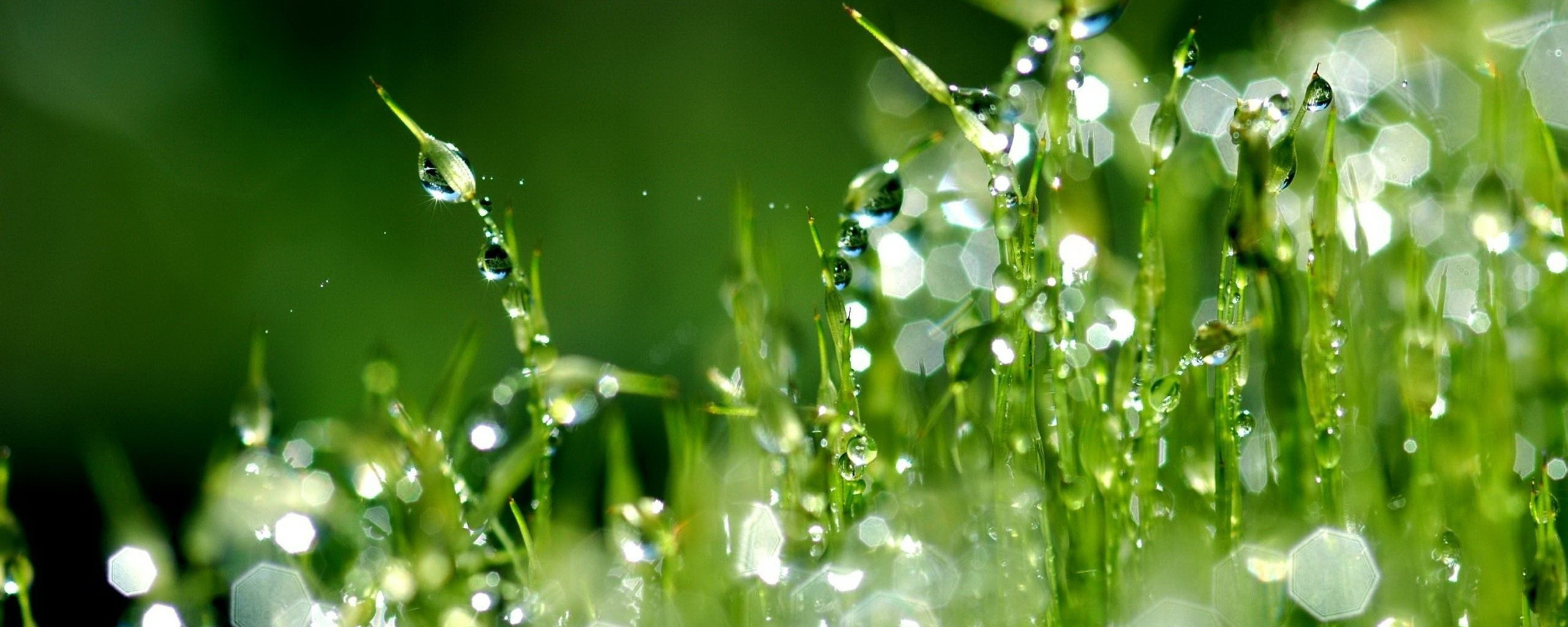 Download Nature Close-up Wallpaper