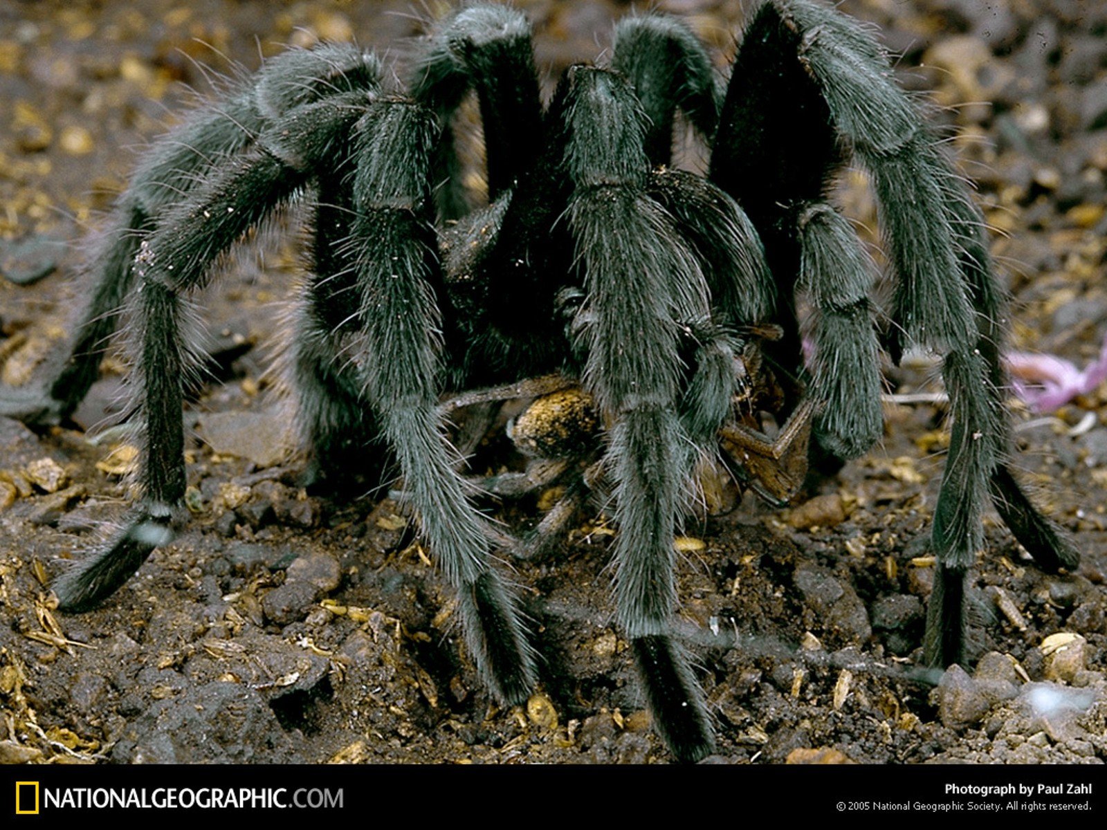 Download Animal Tarantula Wallpaper