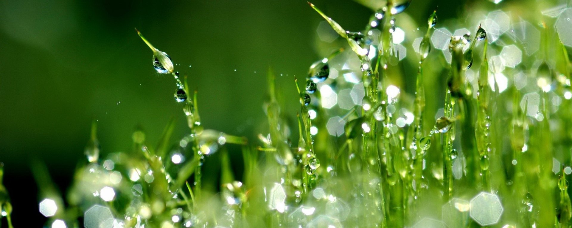 Download Nature Close-up Wallpaper | 2560x1024 | Wallpaper Abyss