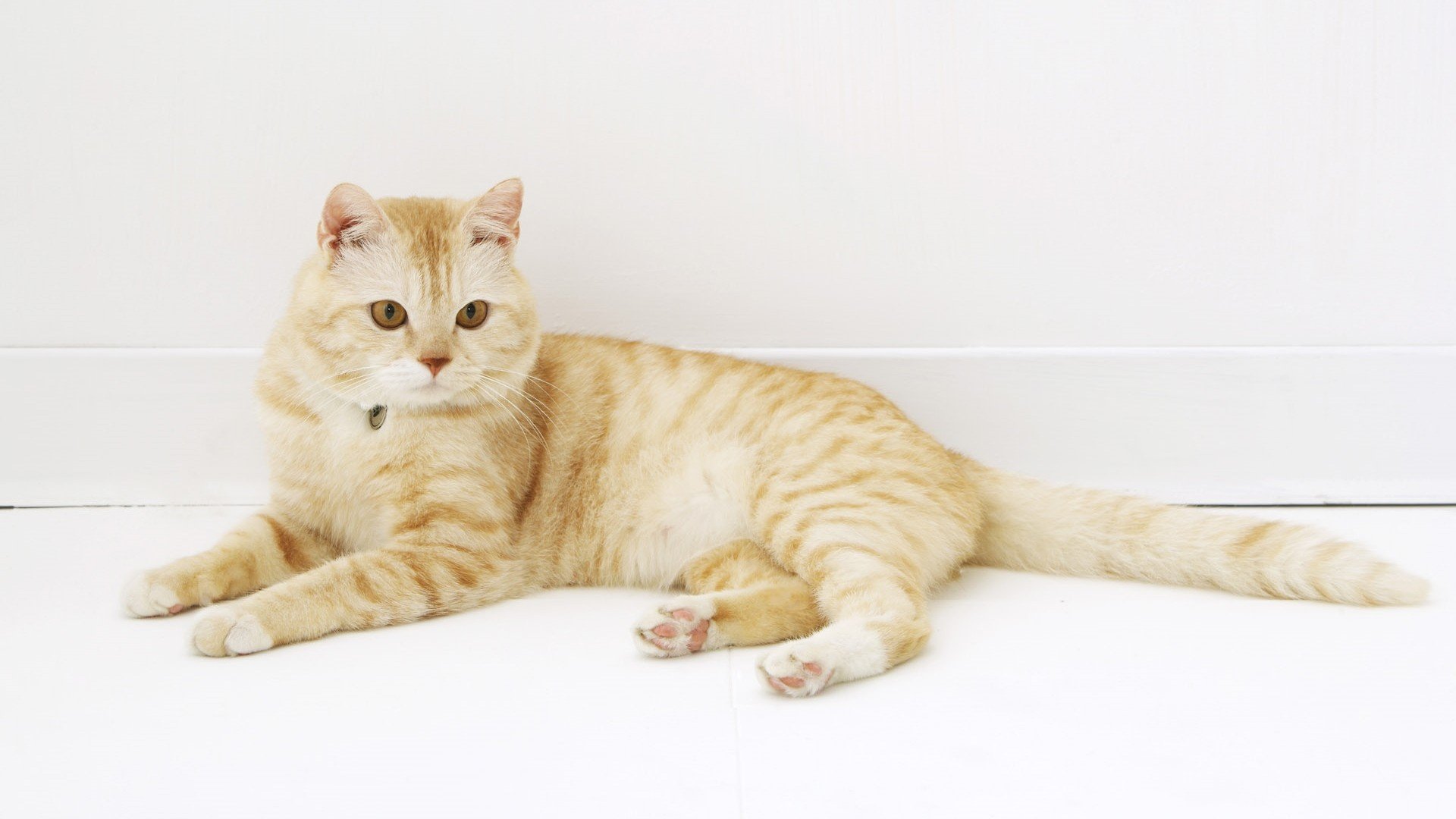 Elegant Cat in HD: Stunning Animal Wallpaper | 1920x1080 | Wallpaper Abyss