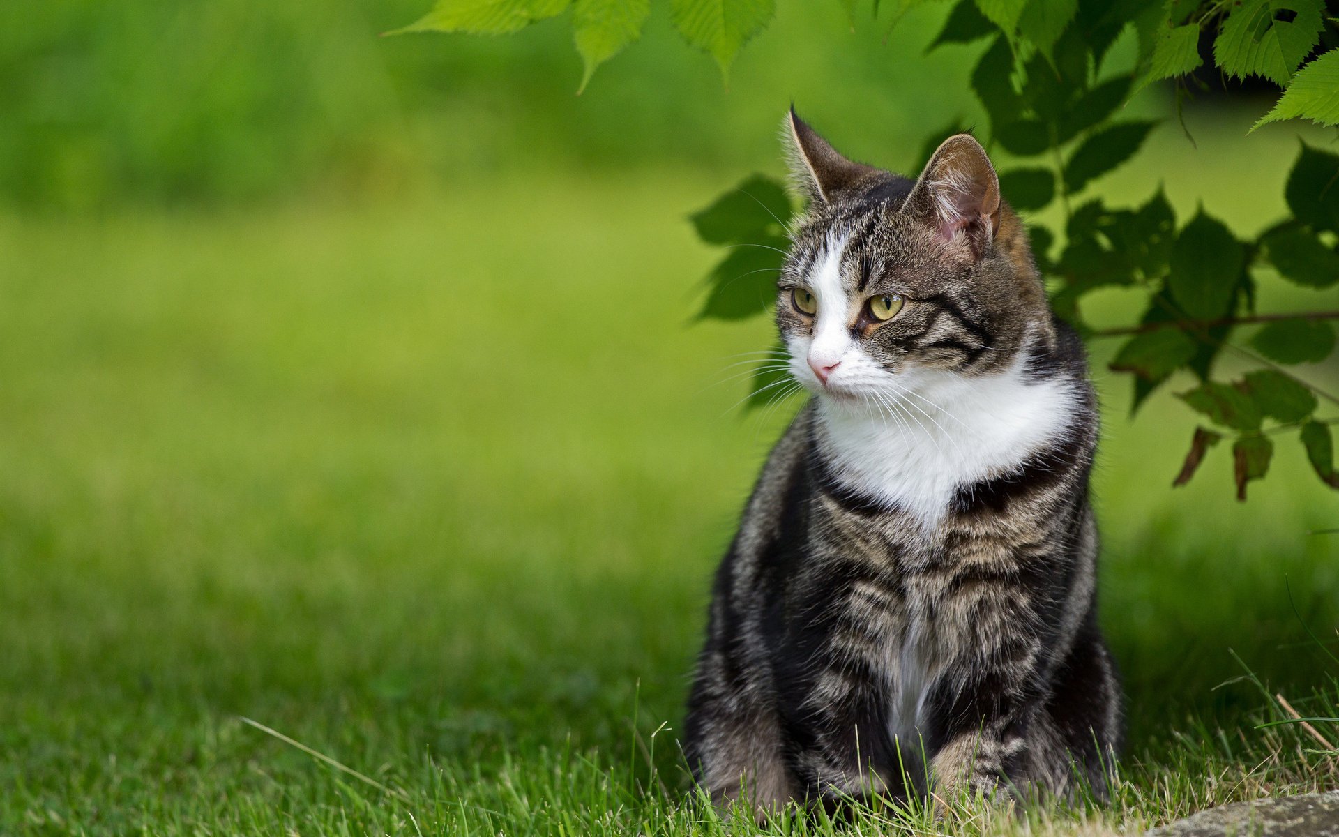 Serene Cat Among Nature - HD Wallpaper