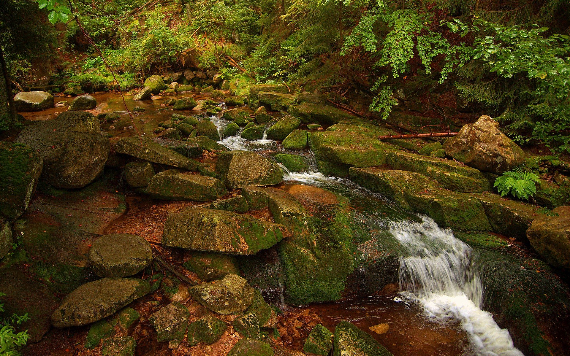 Mossy Stream Serenity — HD Nature Wallpaper | 1920x1200 | Wallpaper Abyss