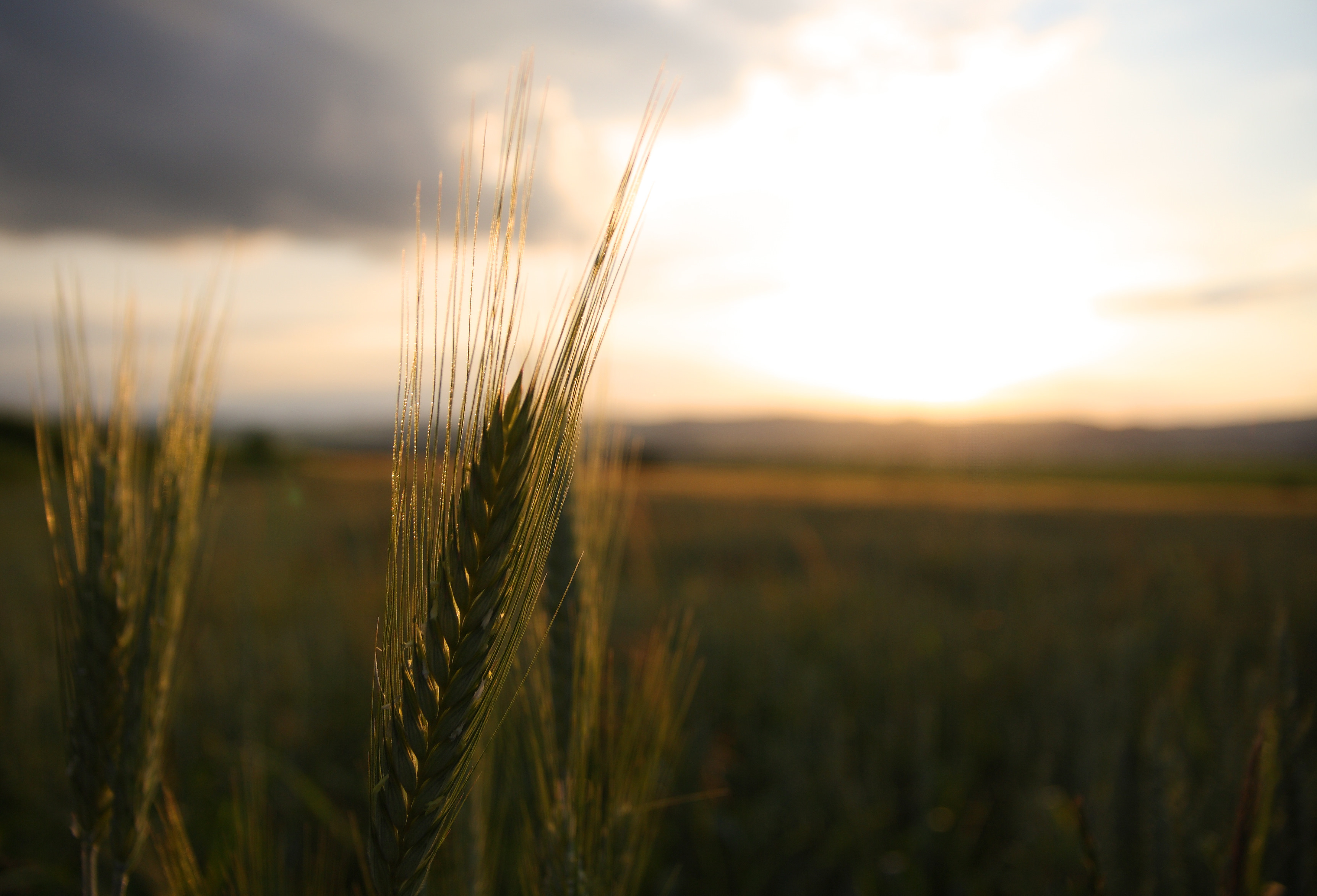 Wheat Up Close Wallpaper